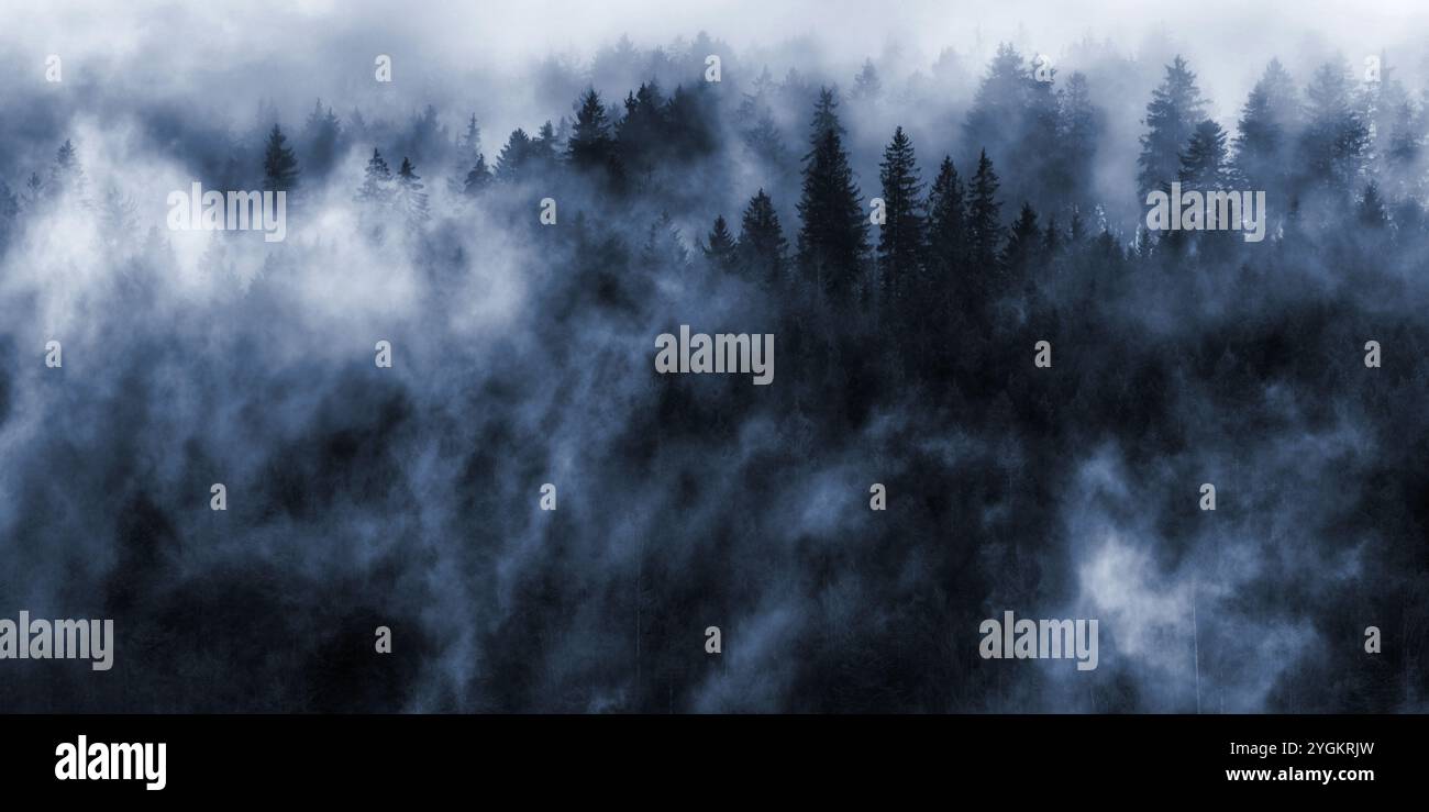 dramatic fog in the Black Forest Stock Photo - Alamy