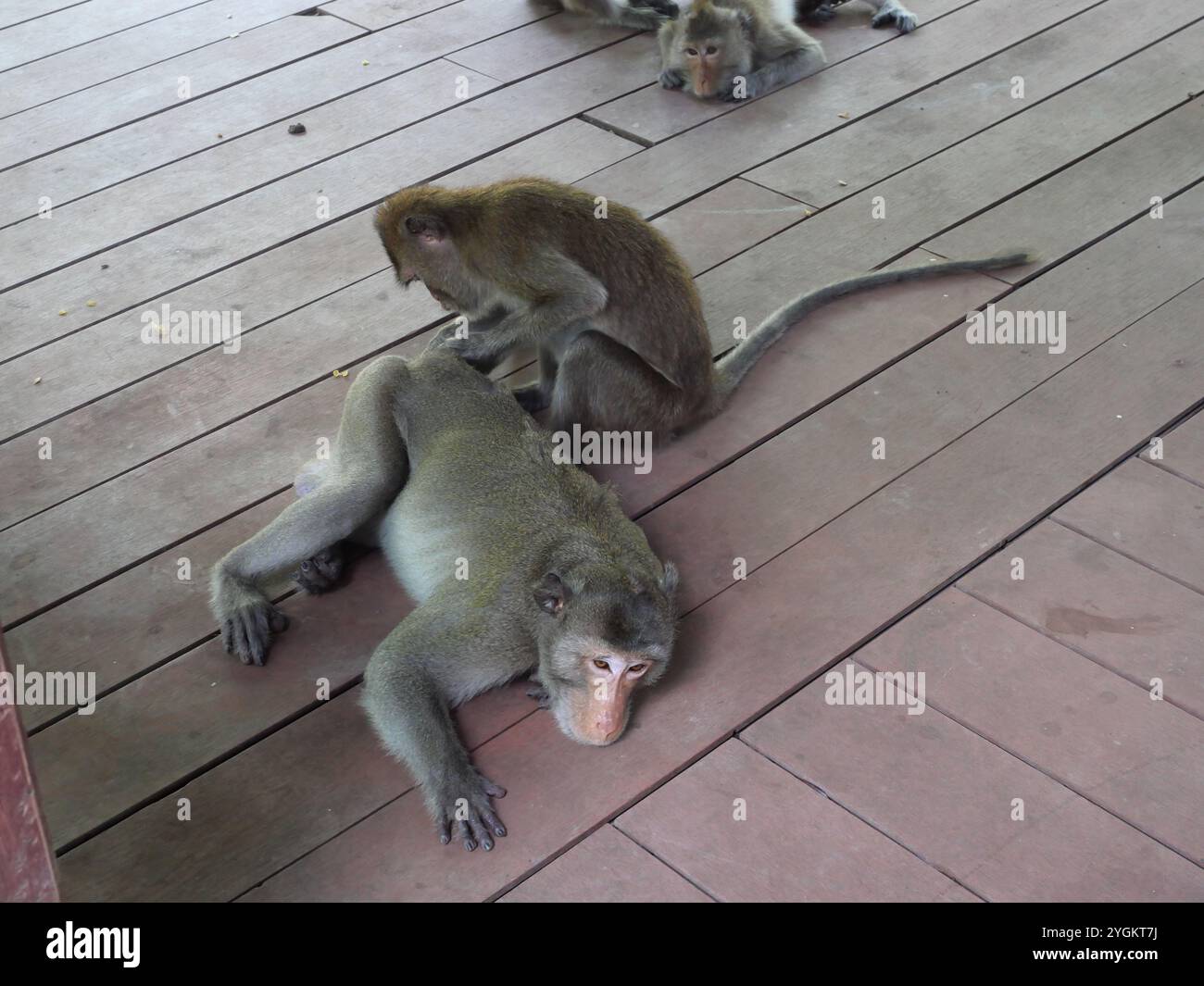 Group of Golden hairy monkey sitting and searching for ticks and ...