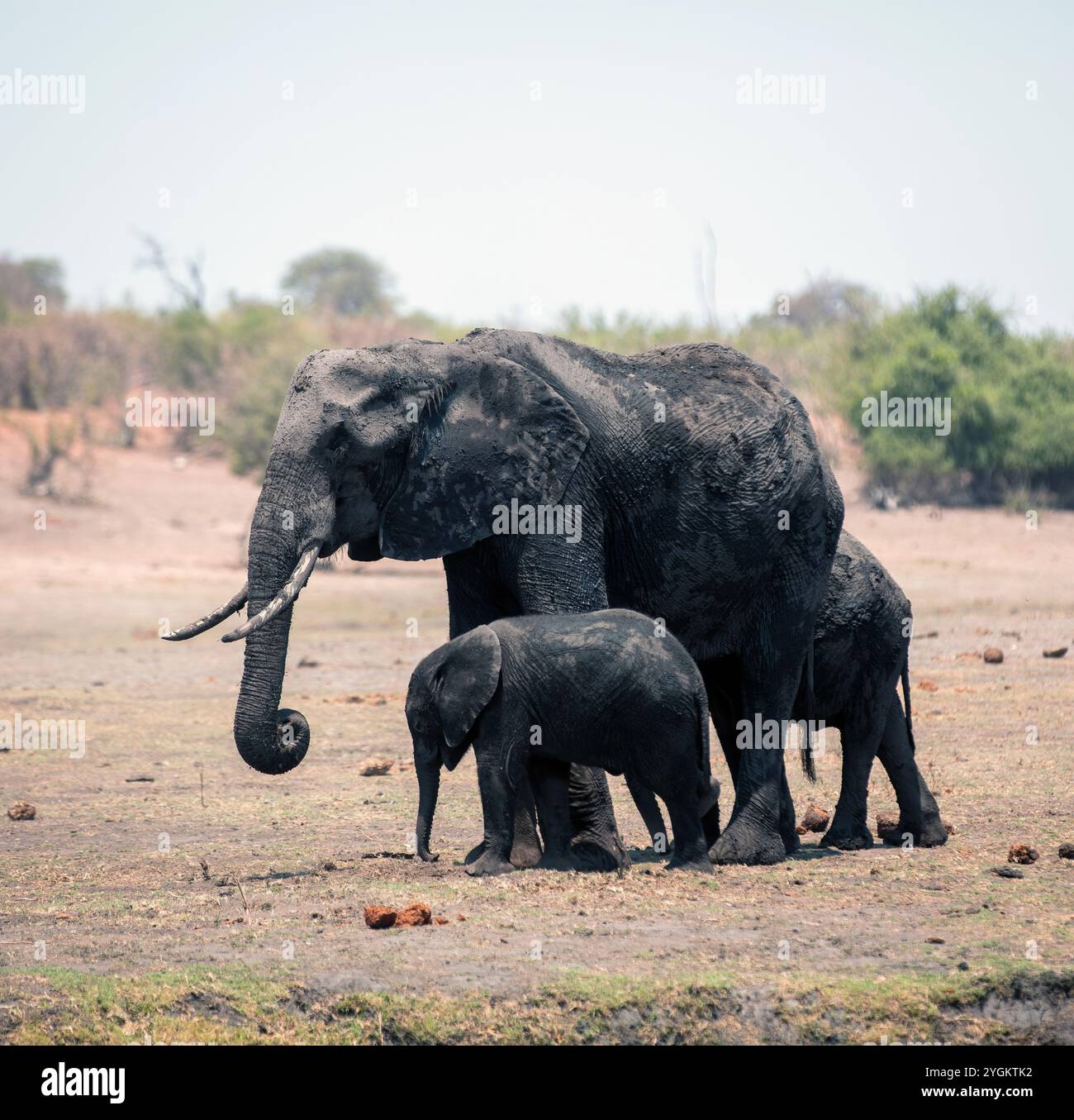 African elephants family. Big mammal and kids walking in Chobe National ...