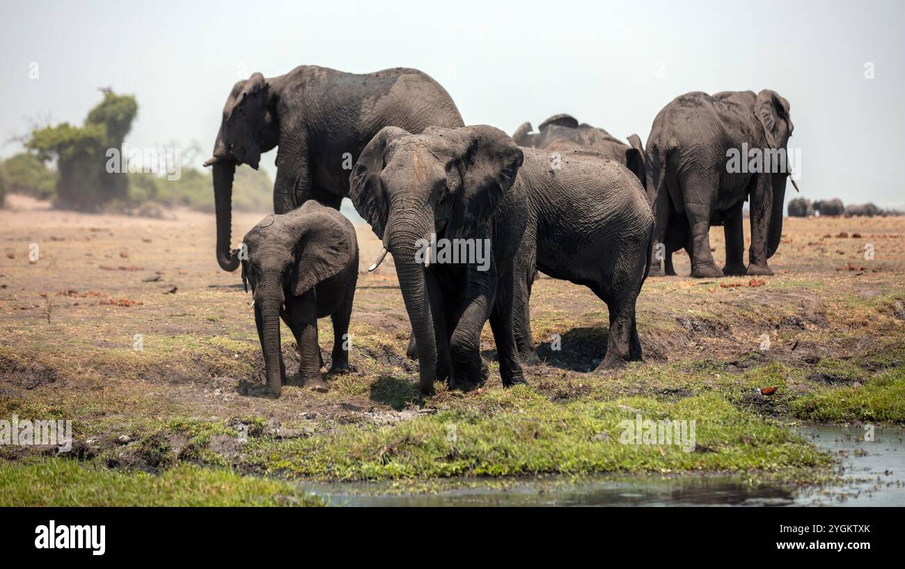 African elephants group closeup view. Wild animals family in Chobe ...