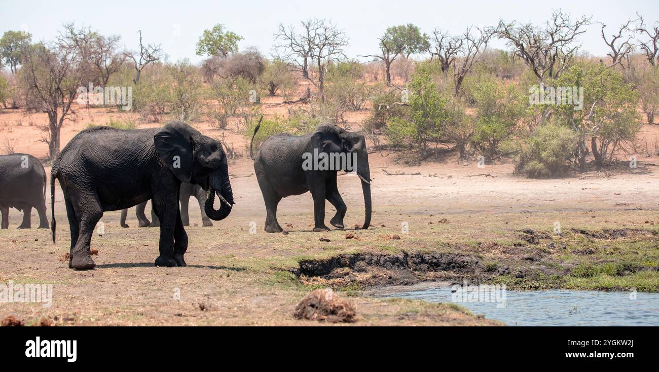 African elephants grazing by the water. Wild animals panorama in Chobe ...