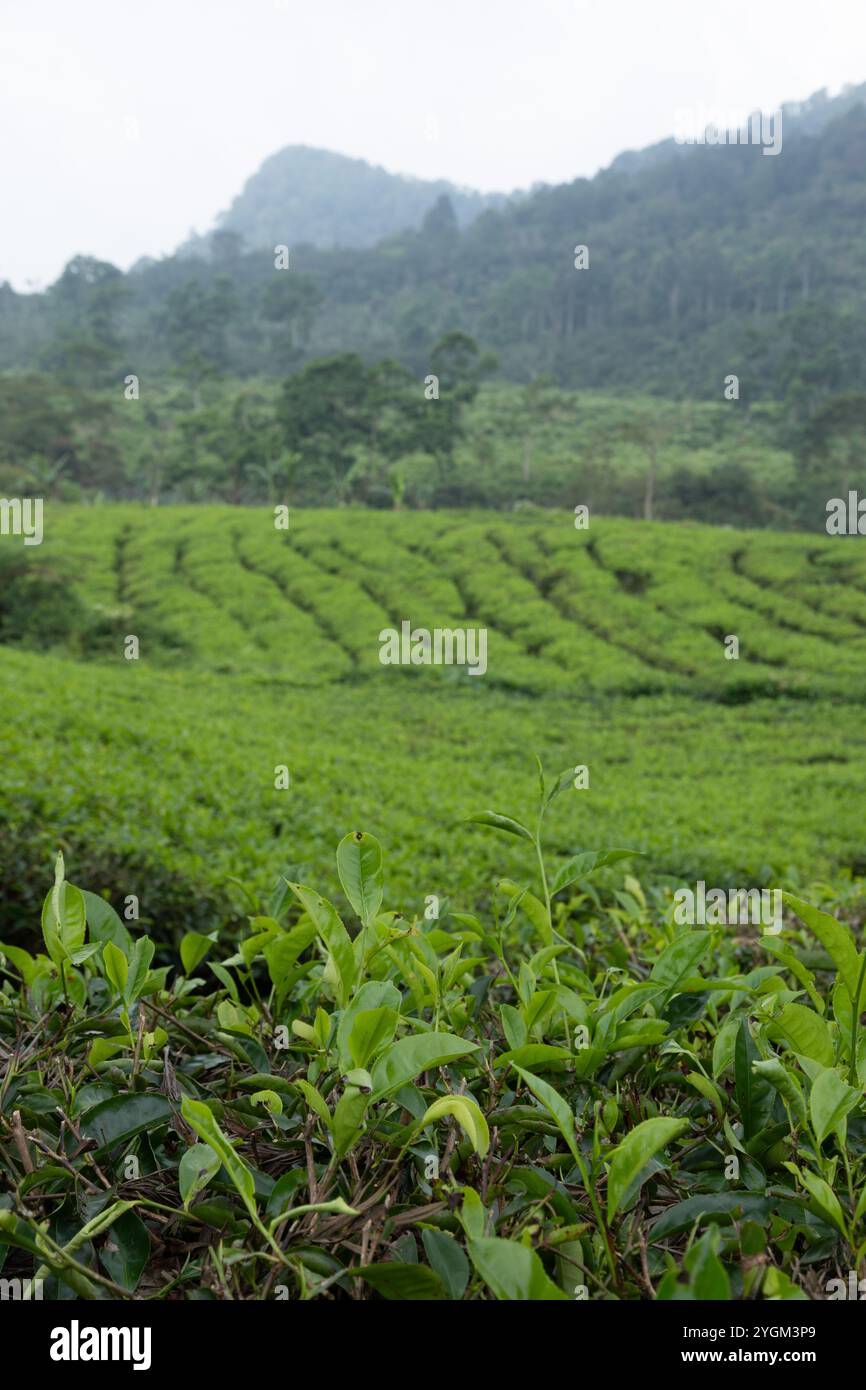 Tea plantation Bandung, Indonesia Stock Photo - Alamy