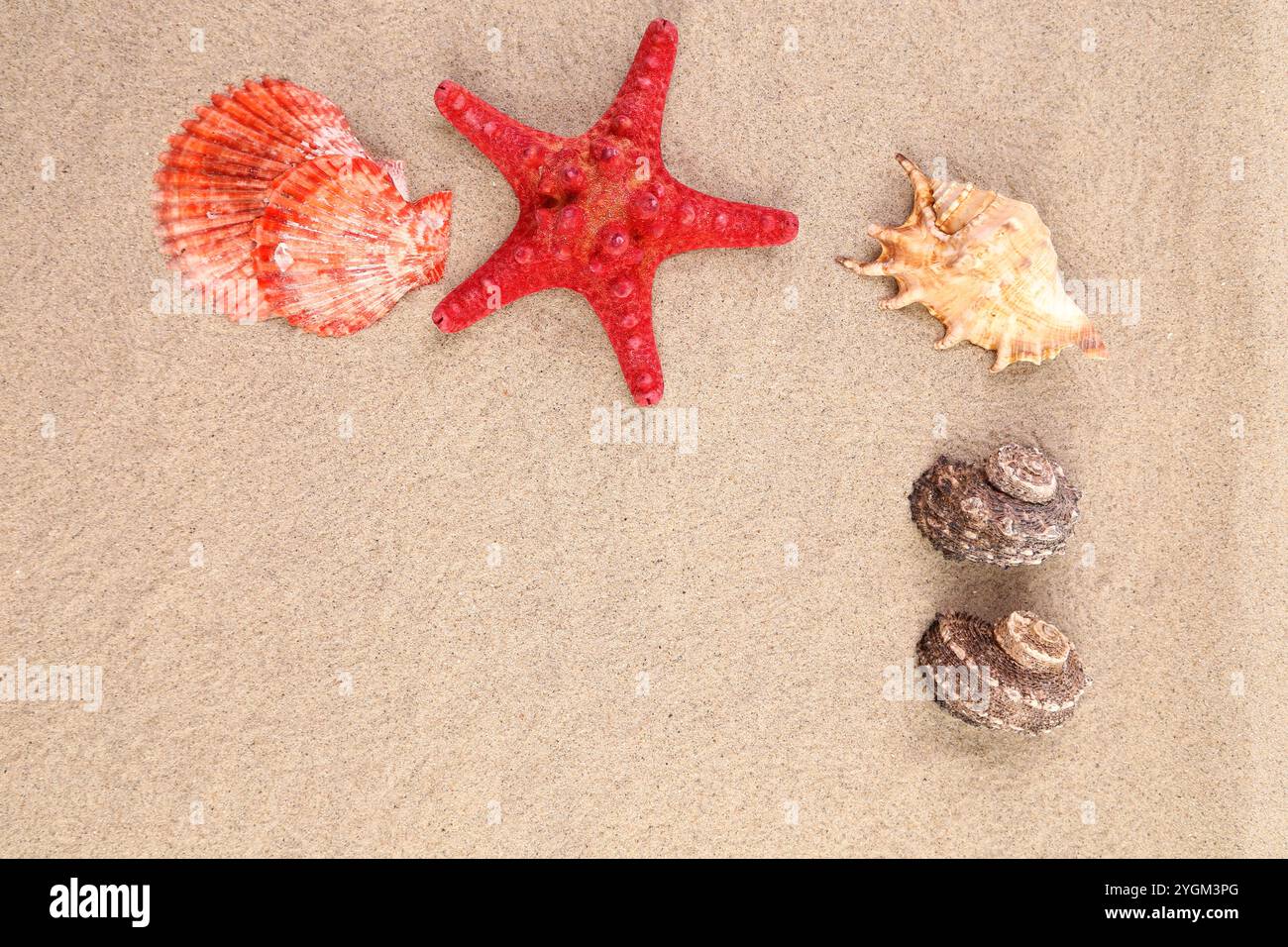 Red starfish and shell on sandy background Stock Photo - Alamy