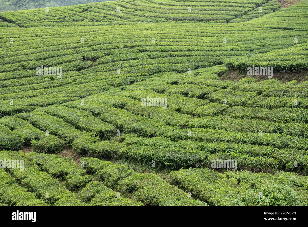 Tea plantation Bandung, Indonesia Stock Photo - Alamy