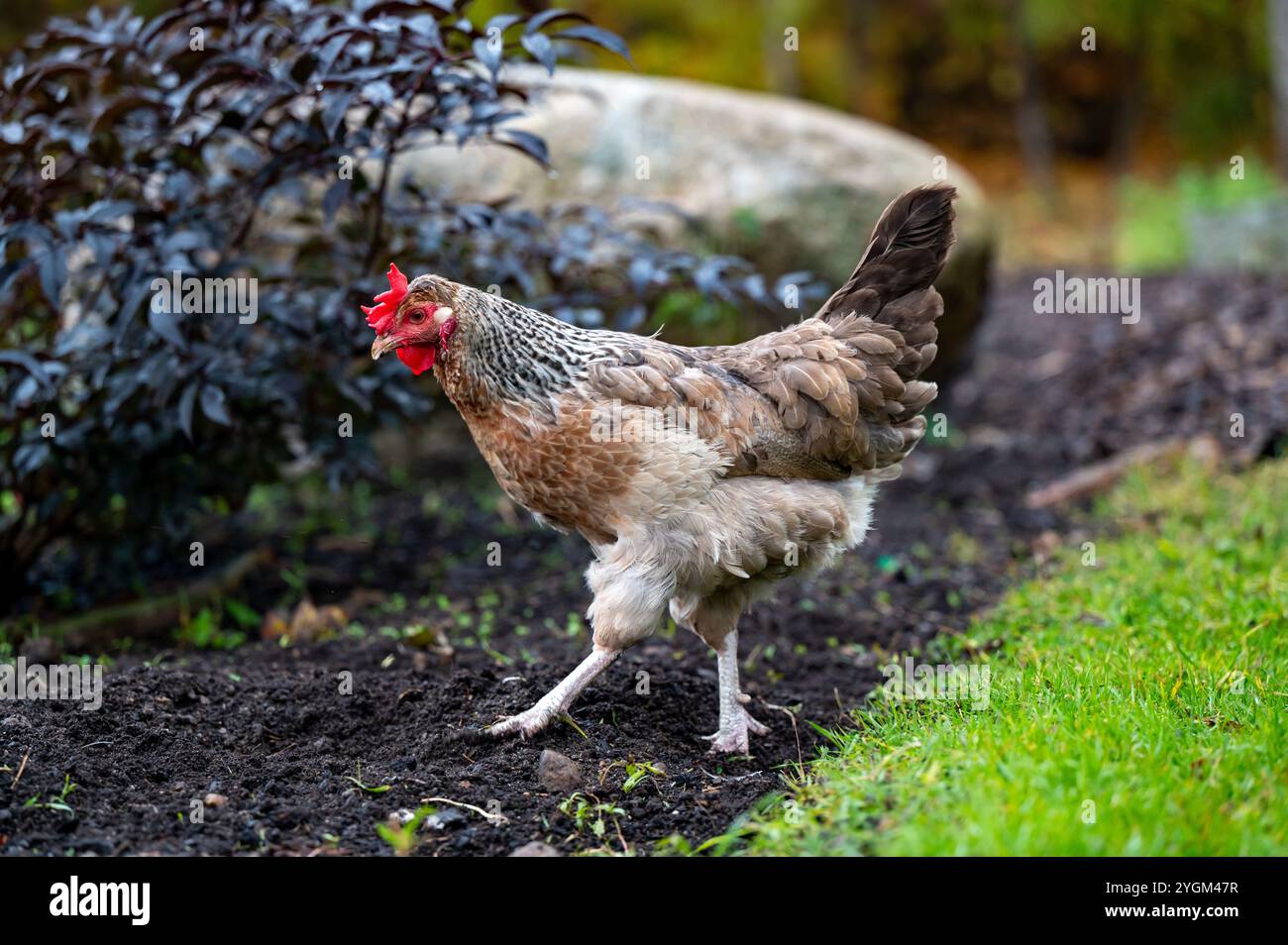 Domestic garden chicken autumn hi-res stock photography and images - Alamy