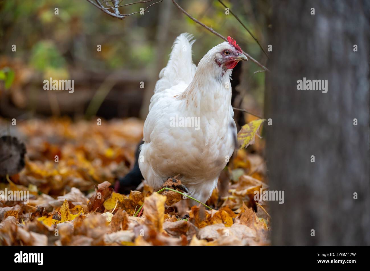 Free range chickens out walking in autumn forest Stock Photo - Alamy