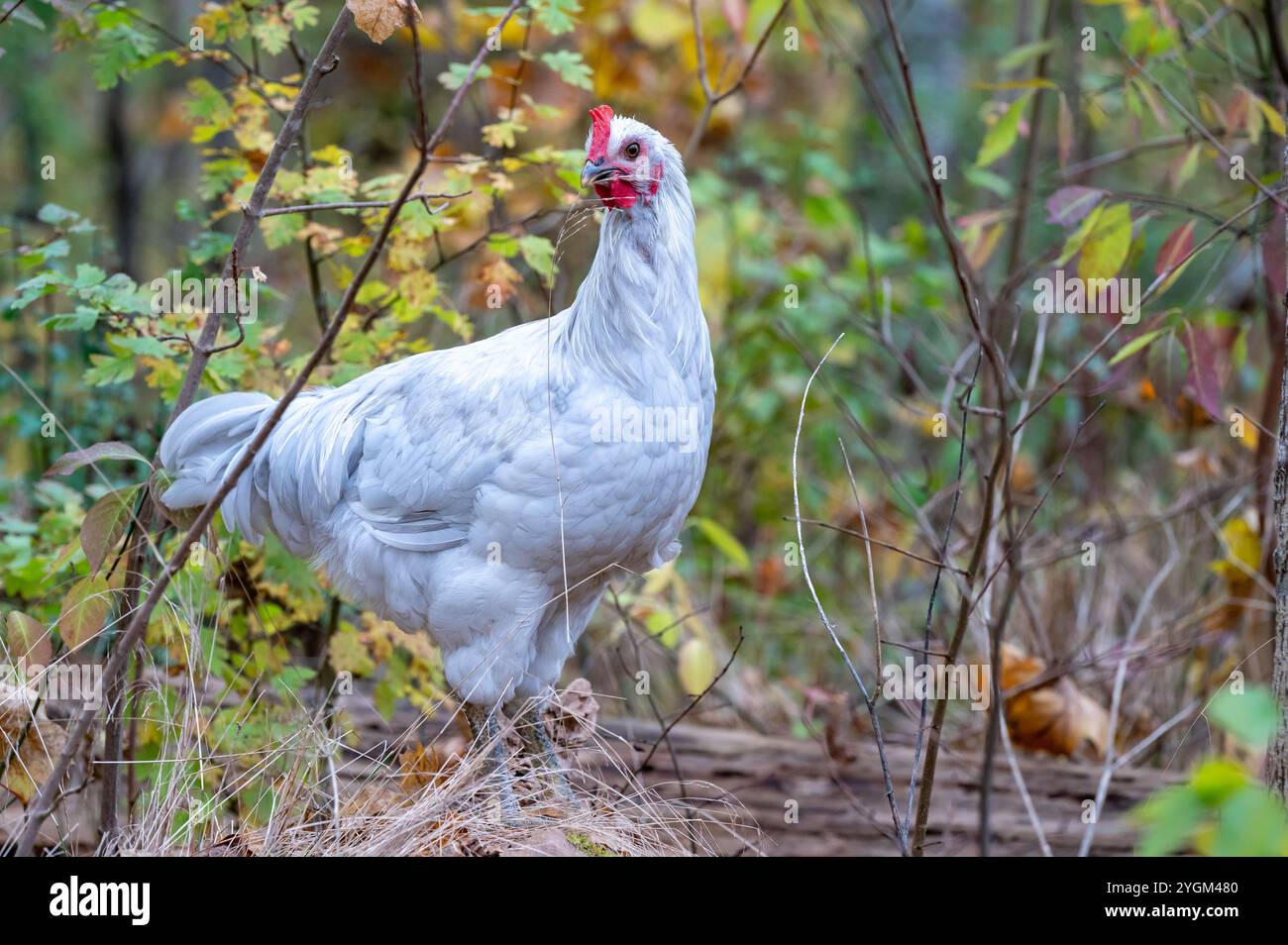 Free range chickens out walking in autumn forest Stock Photo - Alamy