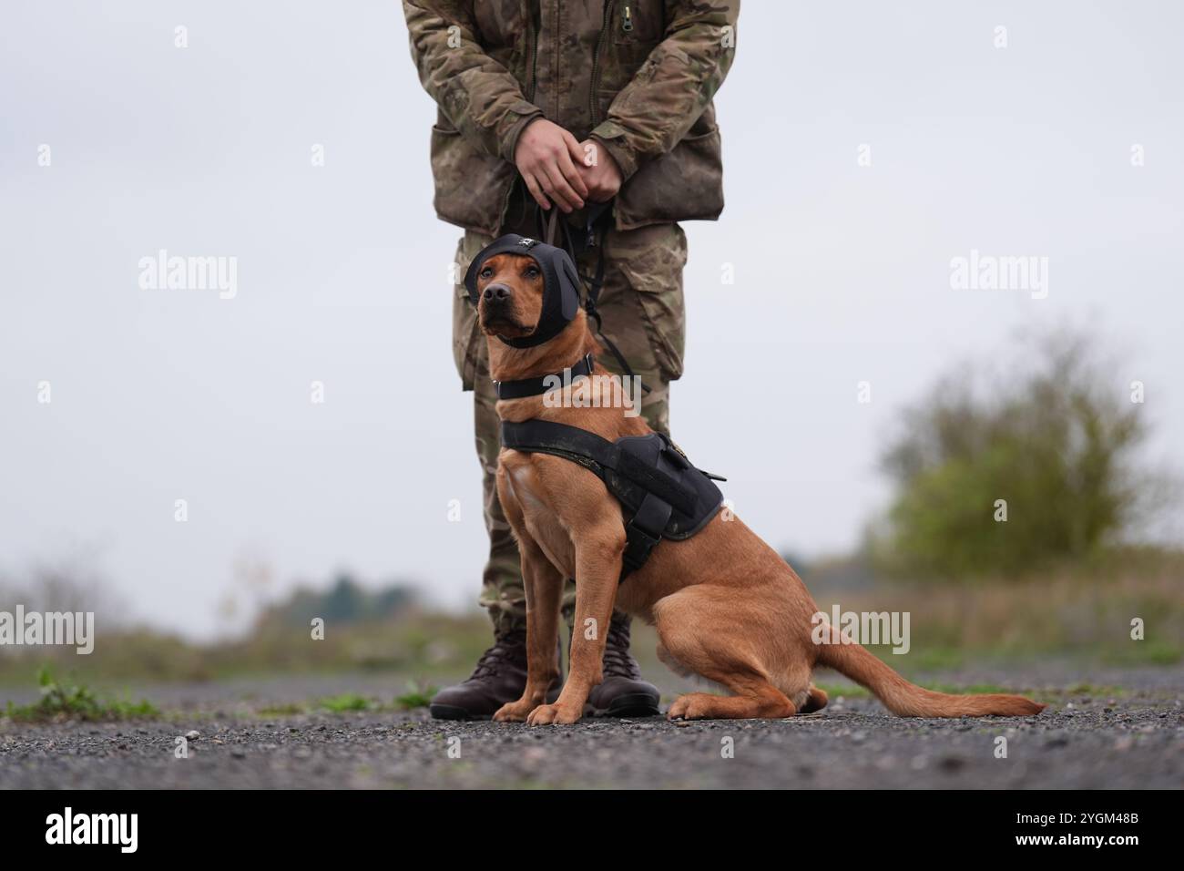 Military working dog Grainger, wearing safety goggles, part of safety ...
