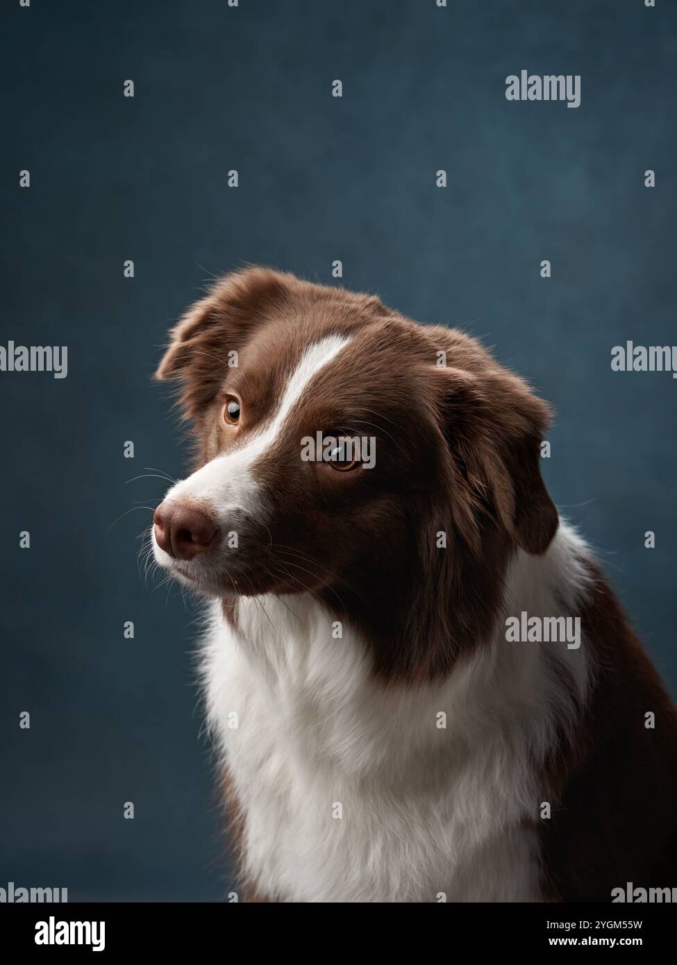 Serious and majestic demeanor hi-res stock photography and images - Alamy