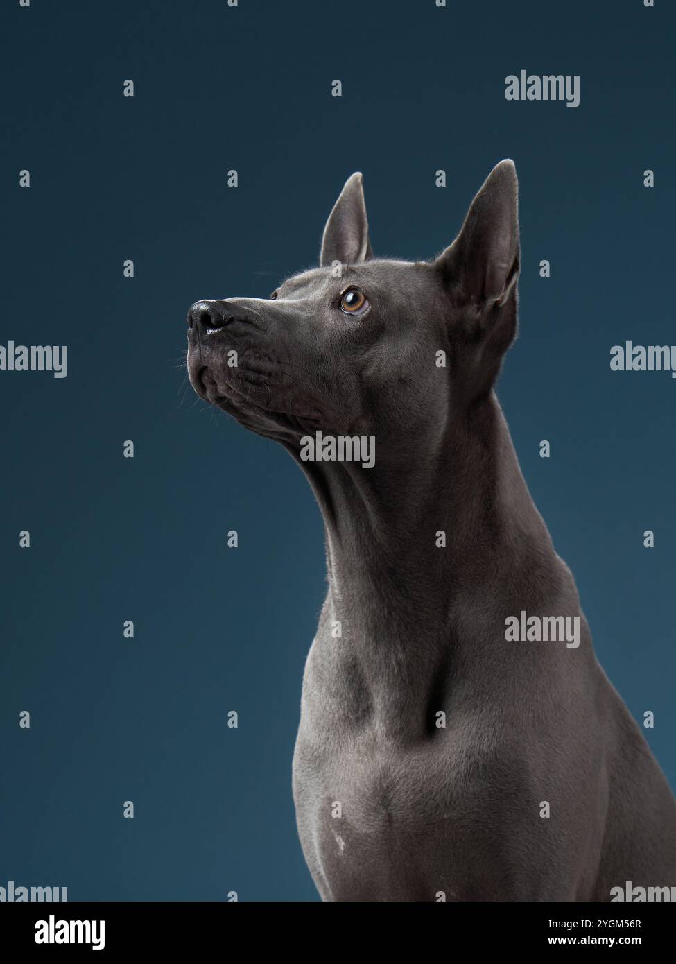 Captured in profile against a striking blue background, this Thai ...