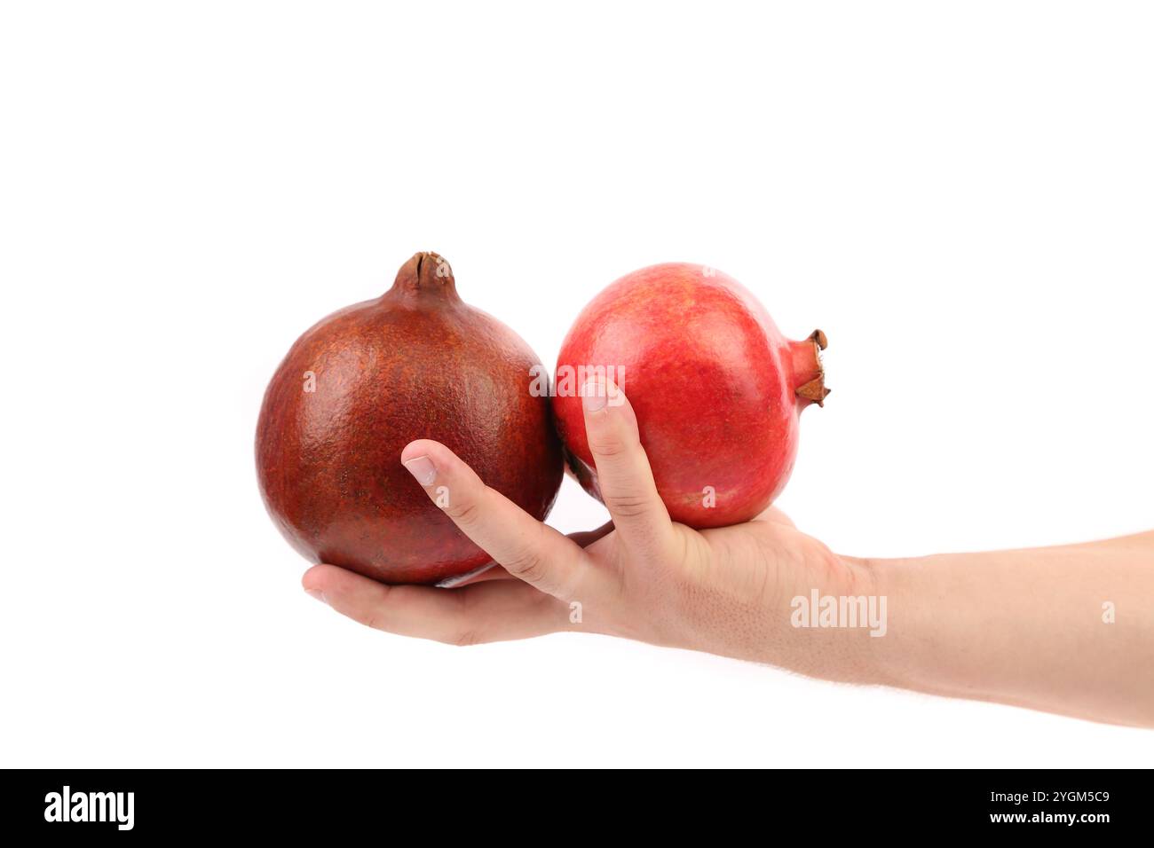 Two pomegranate in hand isolated on white background Stock Photo - Alamy