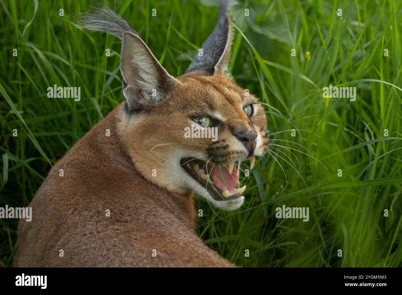 Caracal (Caracal caracal) Africa Lynx. Wild life animal Stock Photo - Alamy