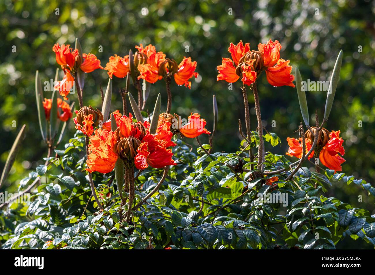 Spathodea campanulata or African tulip tree with bright reddish-orange ...