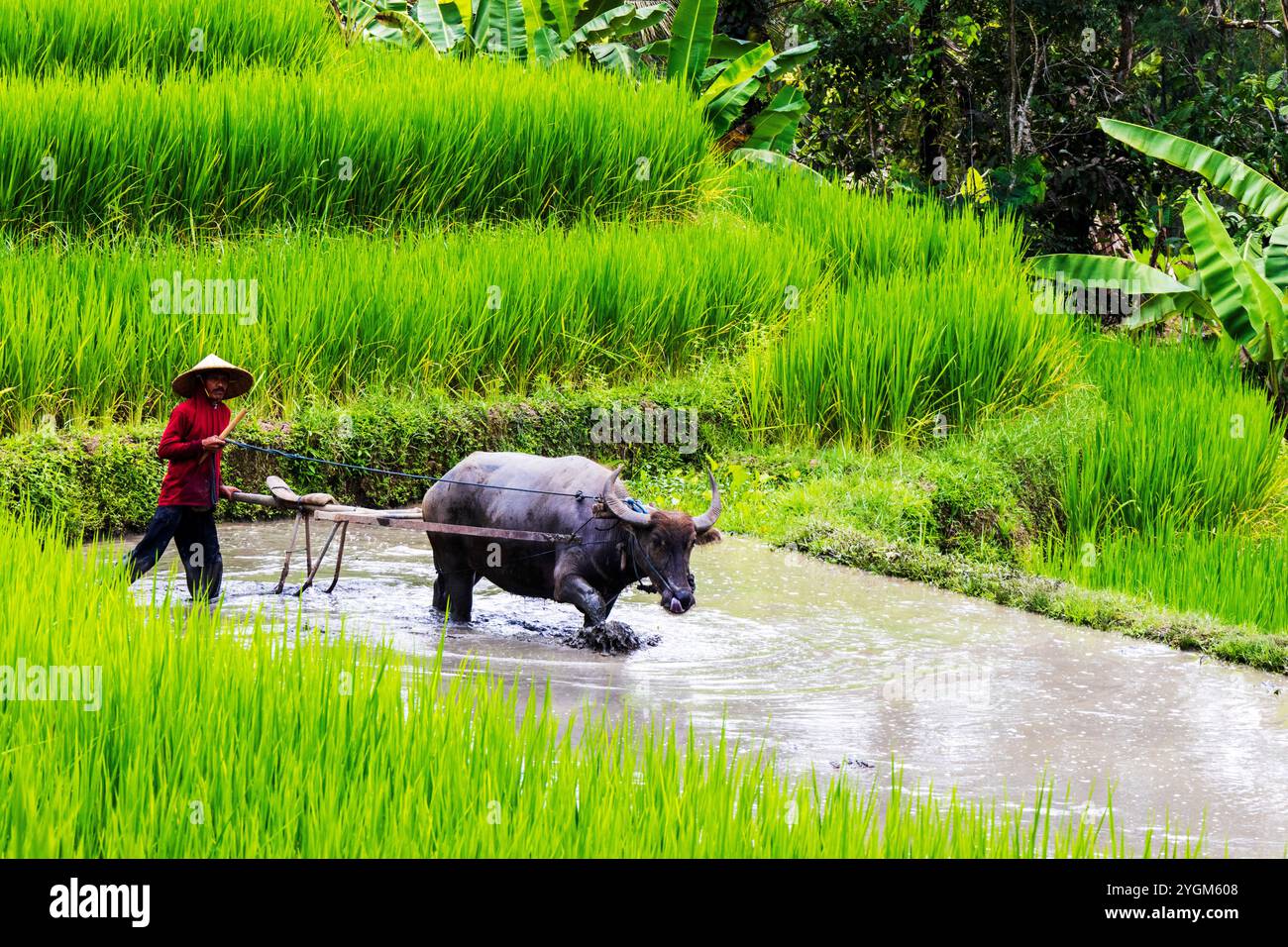 Farmer ploughing a rice field, paddy field, with a water buffalo ...