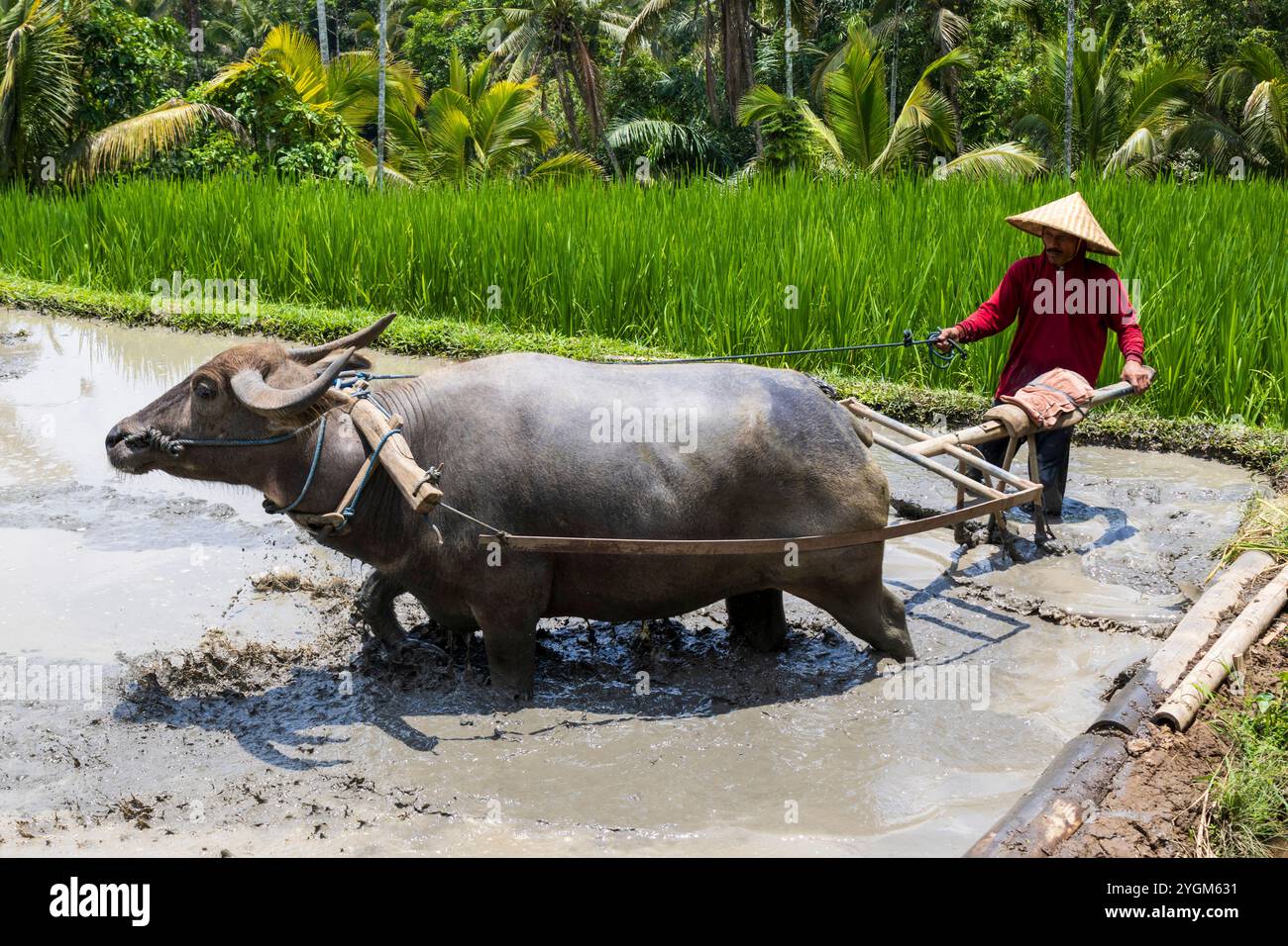 Farmer ploughing a rice field, paddy field, with a water buffalo ...