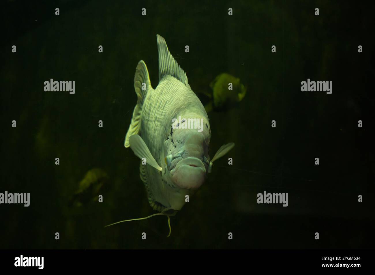 Giant gourami (Osphronemus goramy). Wild life animal Stock Photo - Alamy