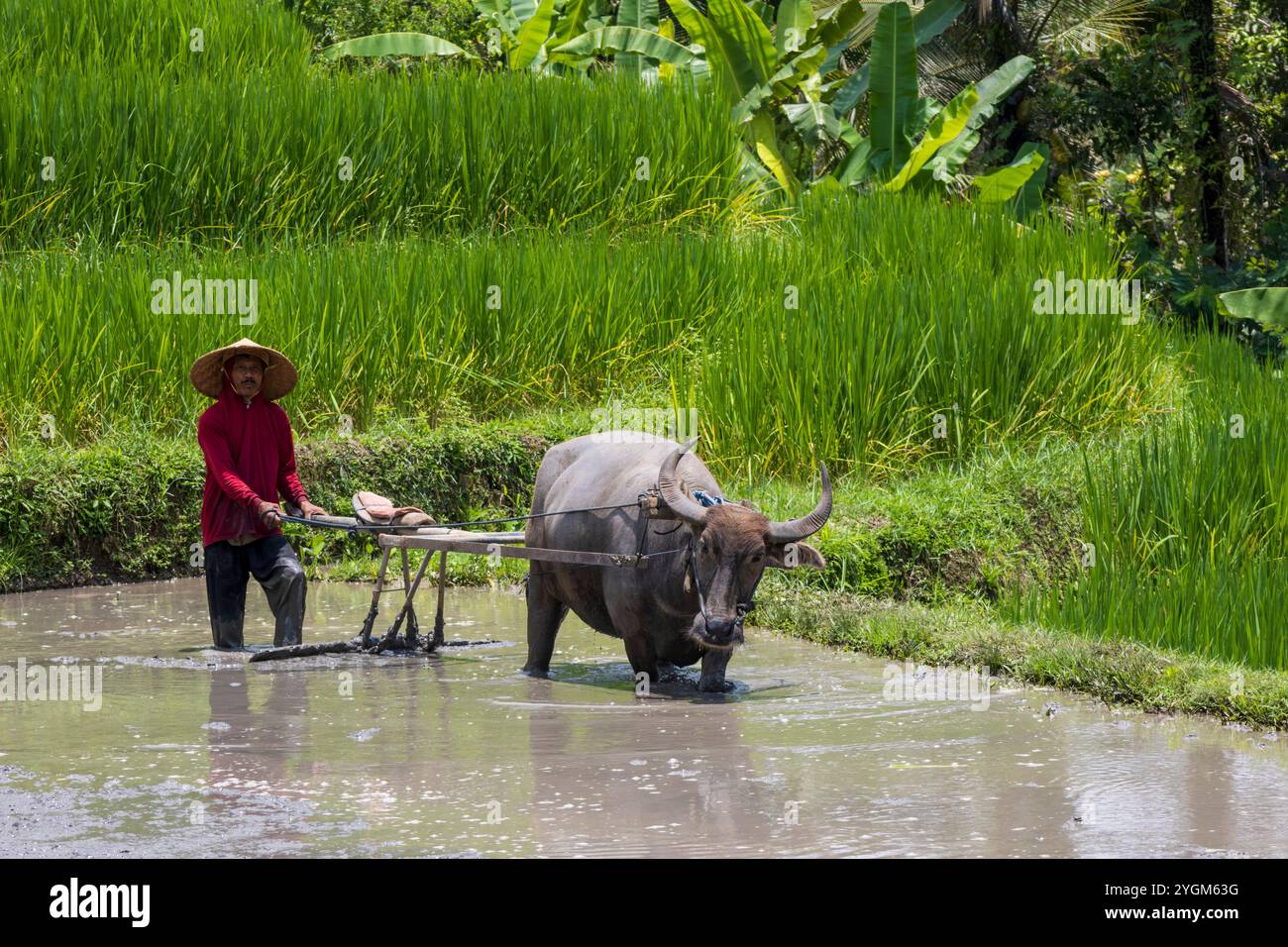 Farmer ploughing a rice field, paddy field, with a water buffalo ...