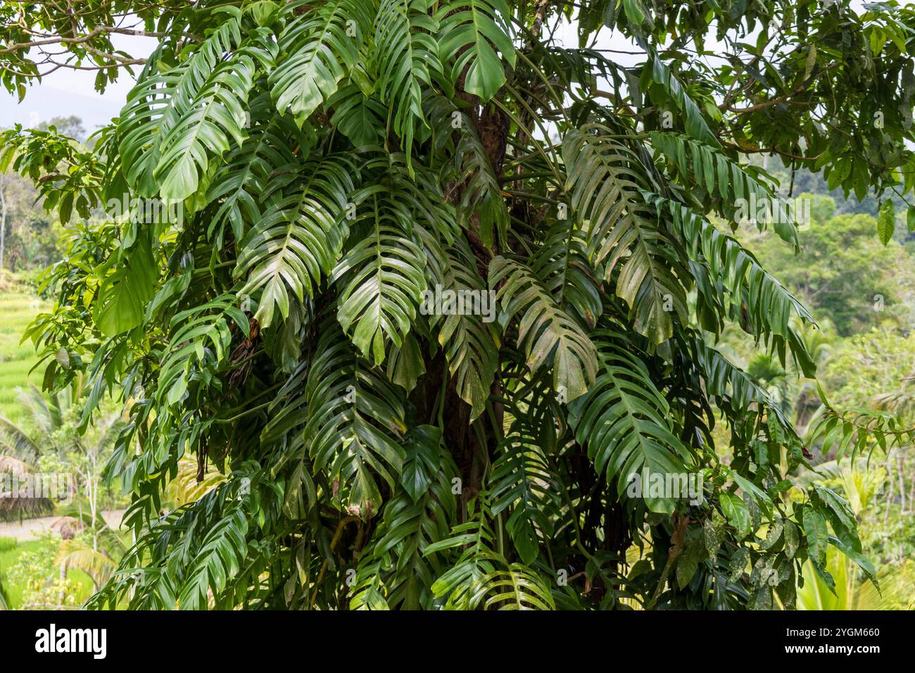 Monstera deliciosa, Swiss cheese plant or split-leaf philodendron ...
