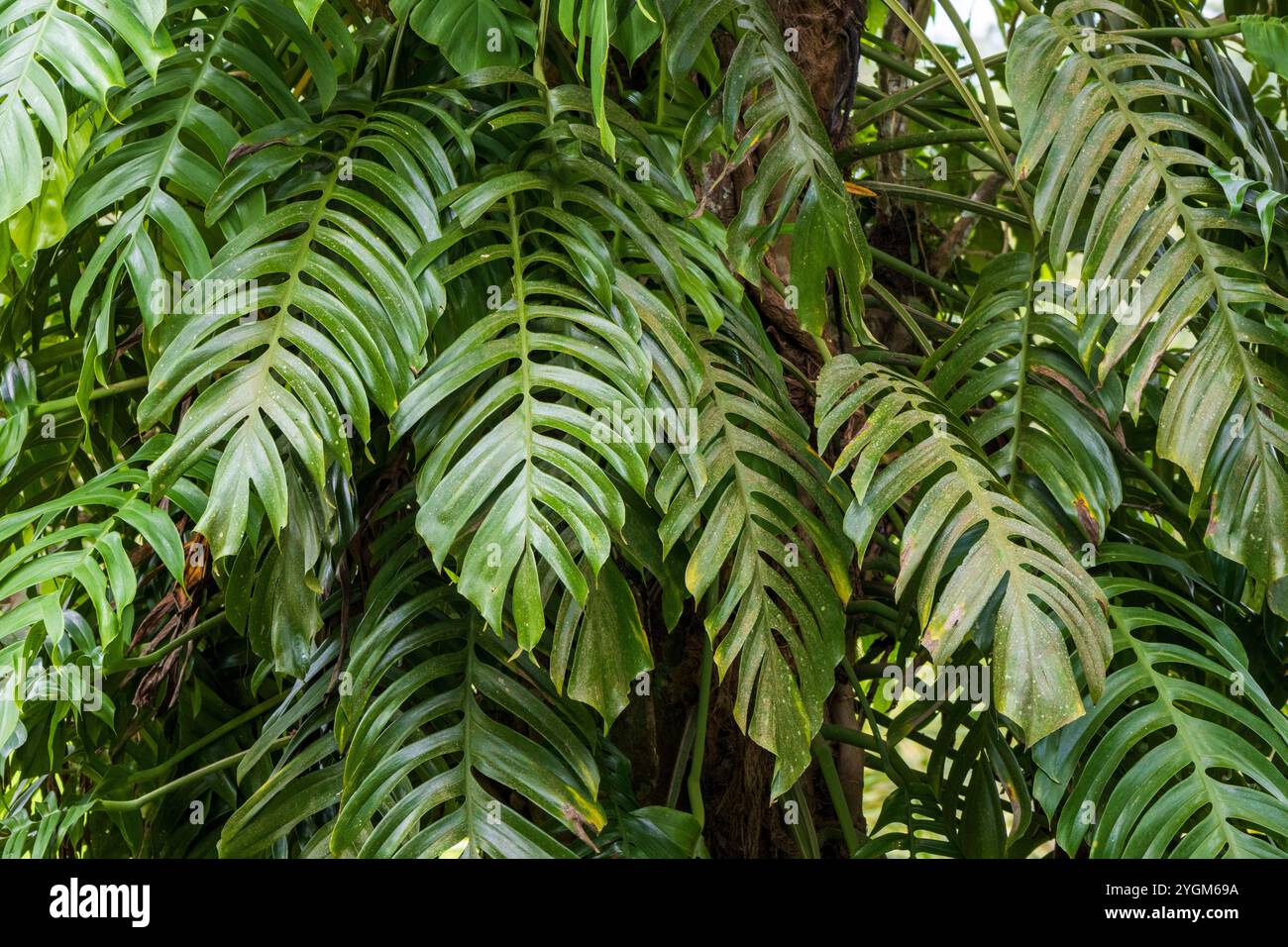 Monstera deliciosa, Swiss cheese plant or split-leaf philodendron ...
