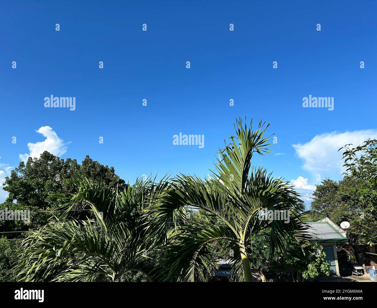 Tropical paradise lush greenery hi-res stock photography and images - Alamy