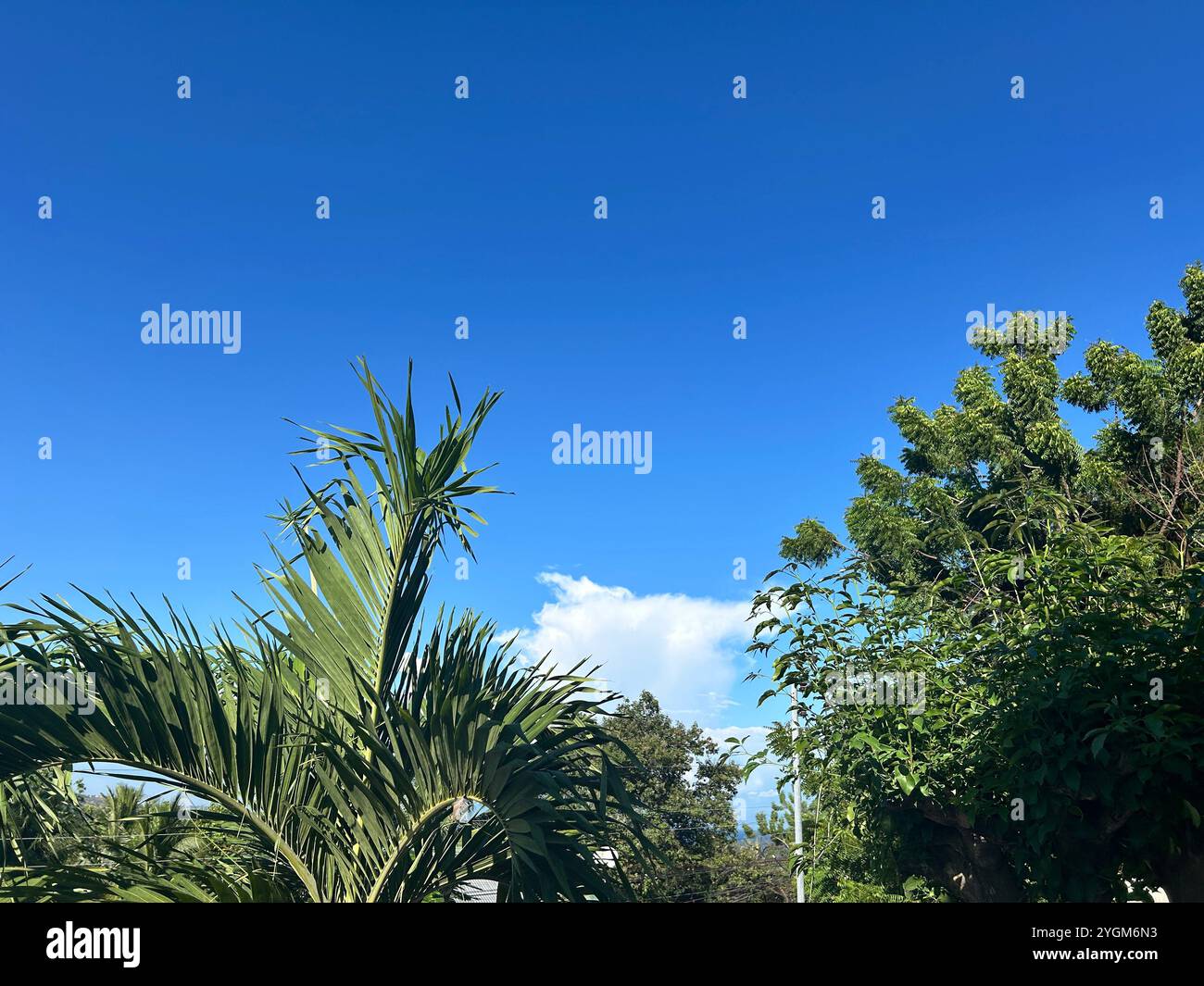 Tropical Paradise: Clear Blue Sky and Lush Greenery Stock Photo - Alamy