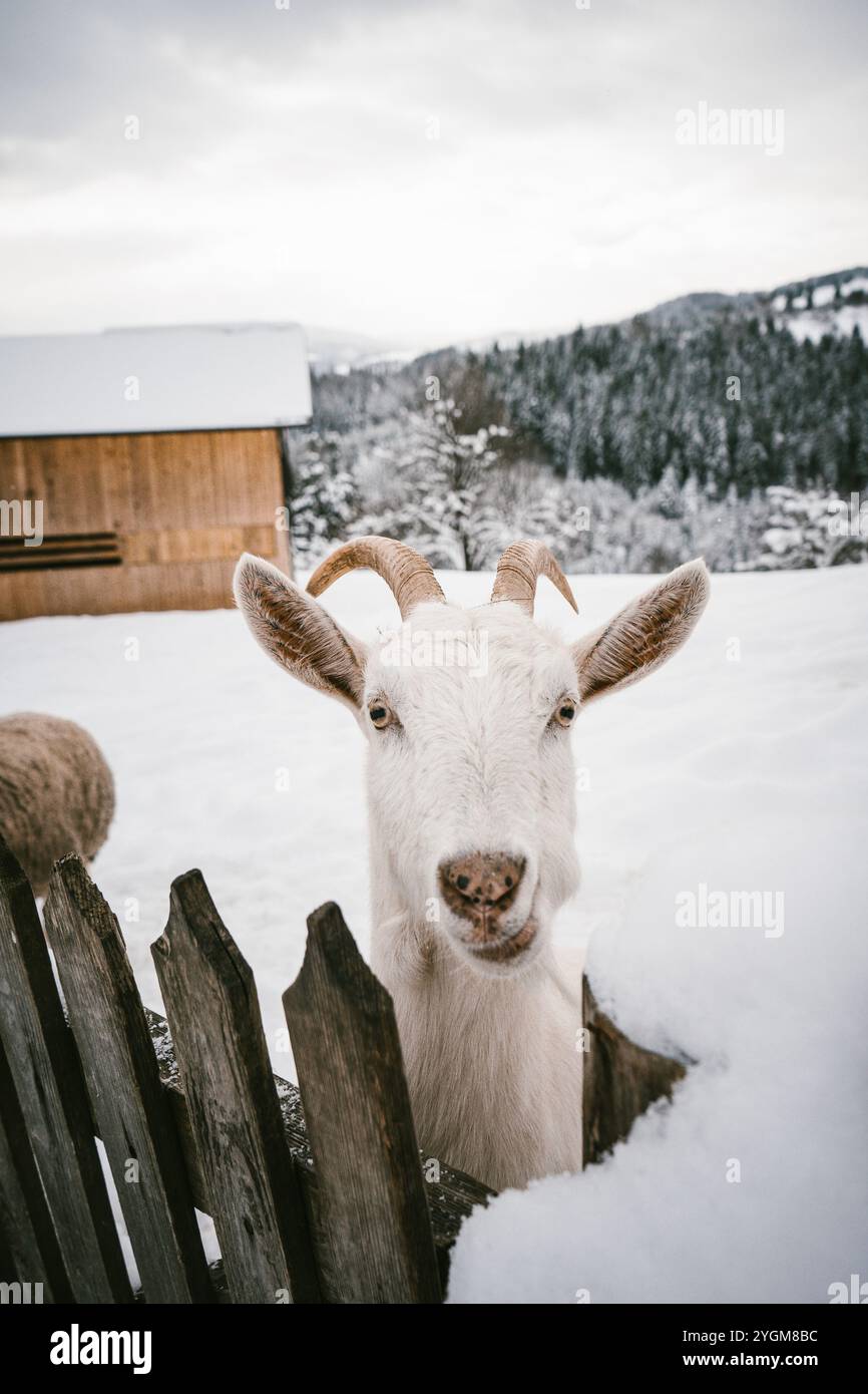 Curious Goat in Snowy Winter Stock Photo - Alamy