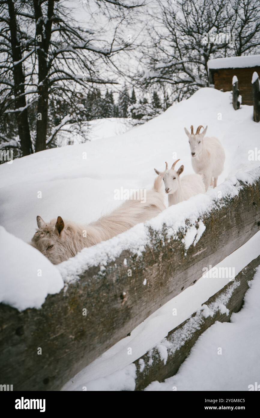Group of Goats Walking Along Stock Photo - Alamy