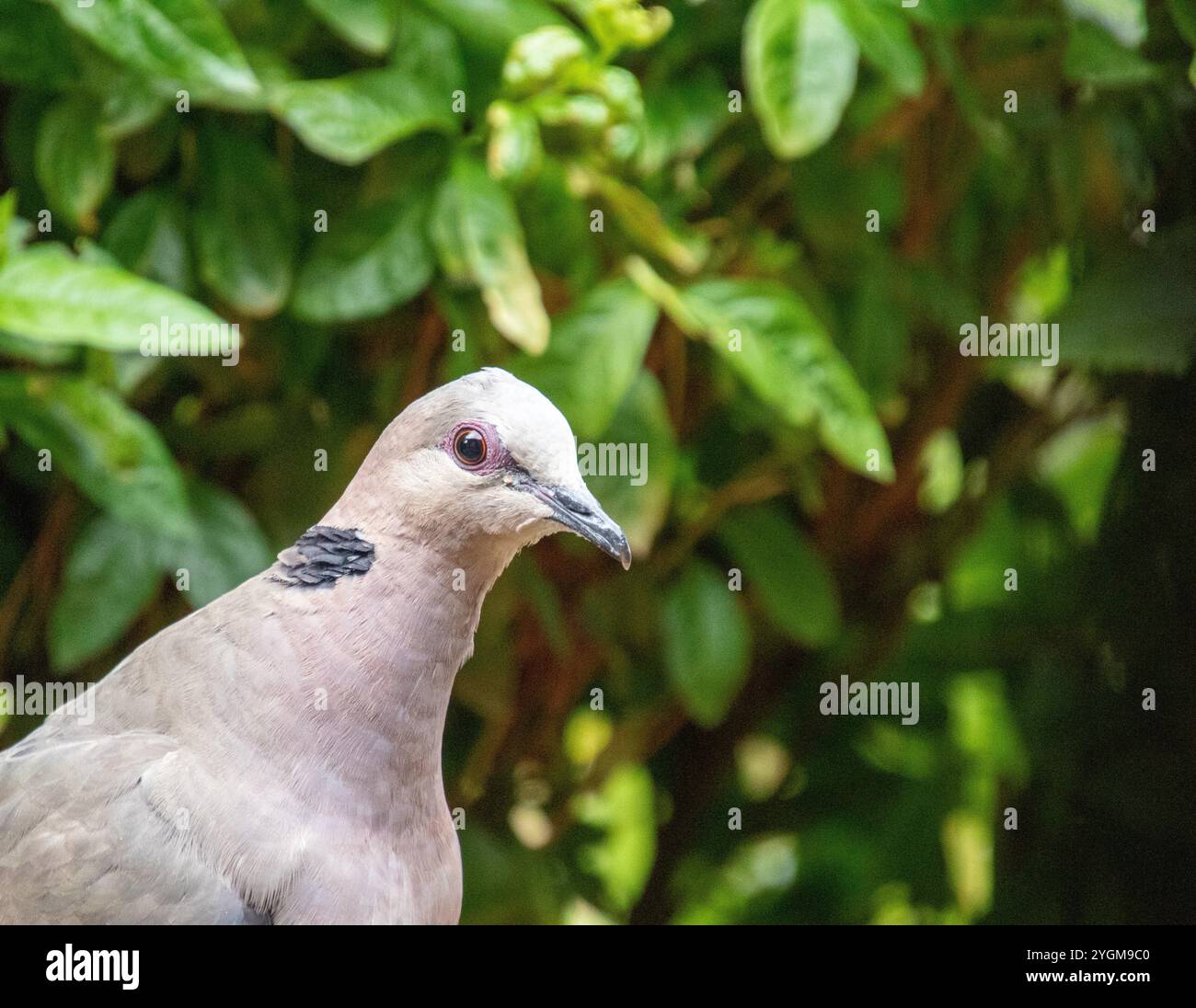Red eyed dove hi-res stock photography and images - Alamy