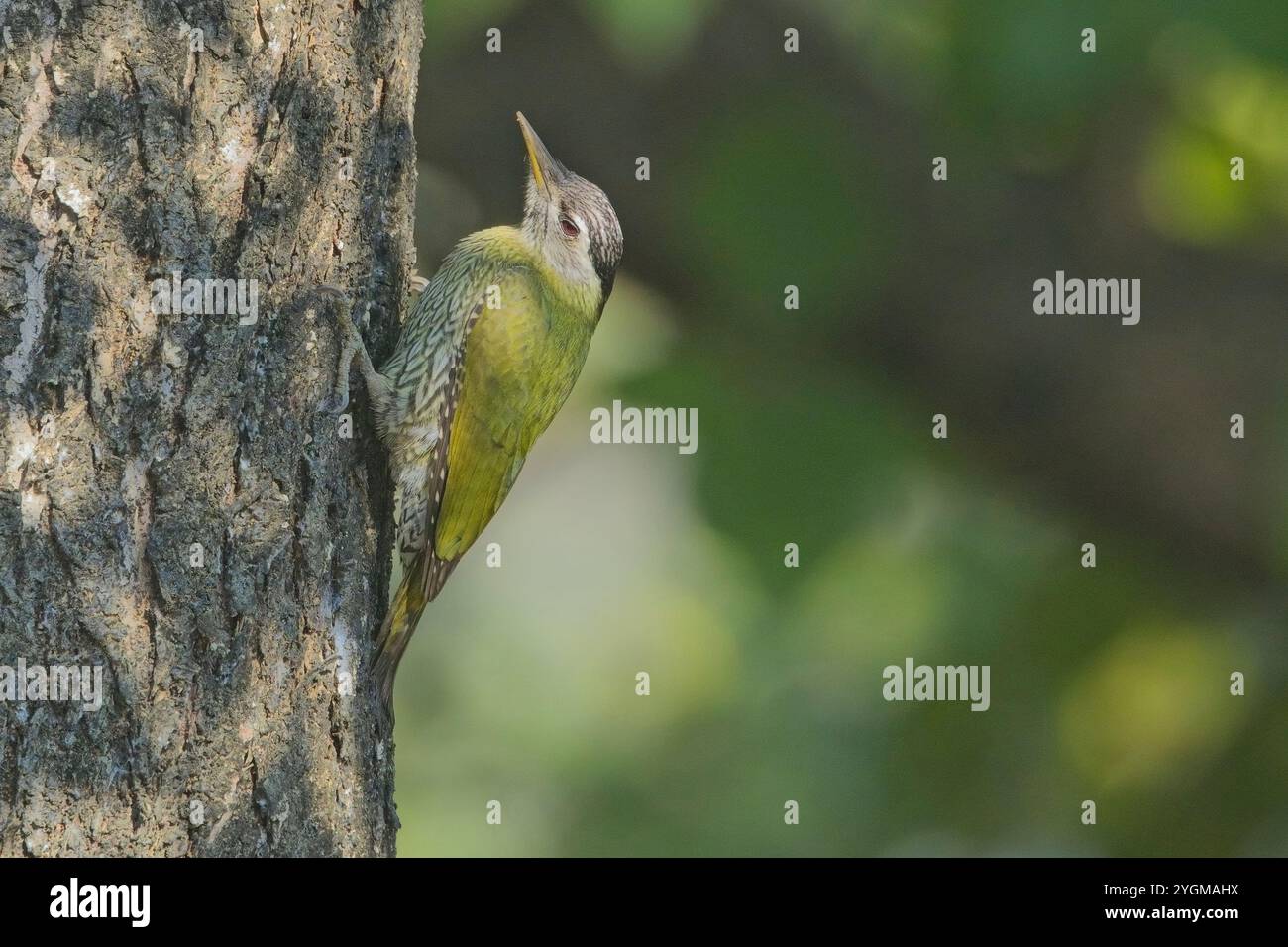 Streak-throated Woodpecker (Picus xanthopygaeus) female or juvenile on ...