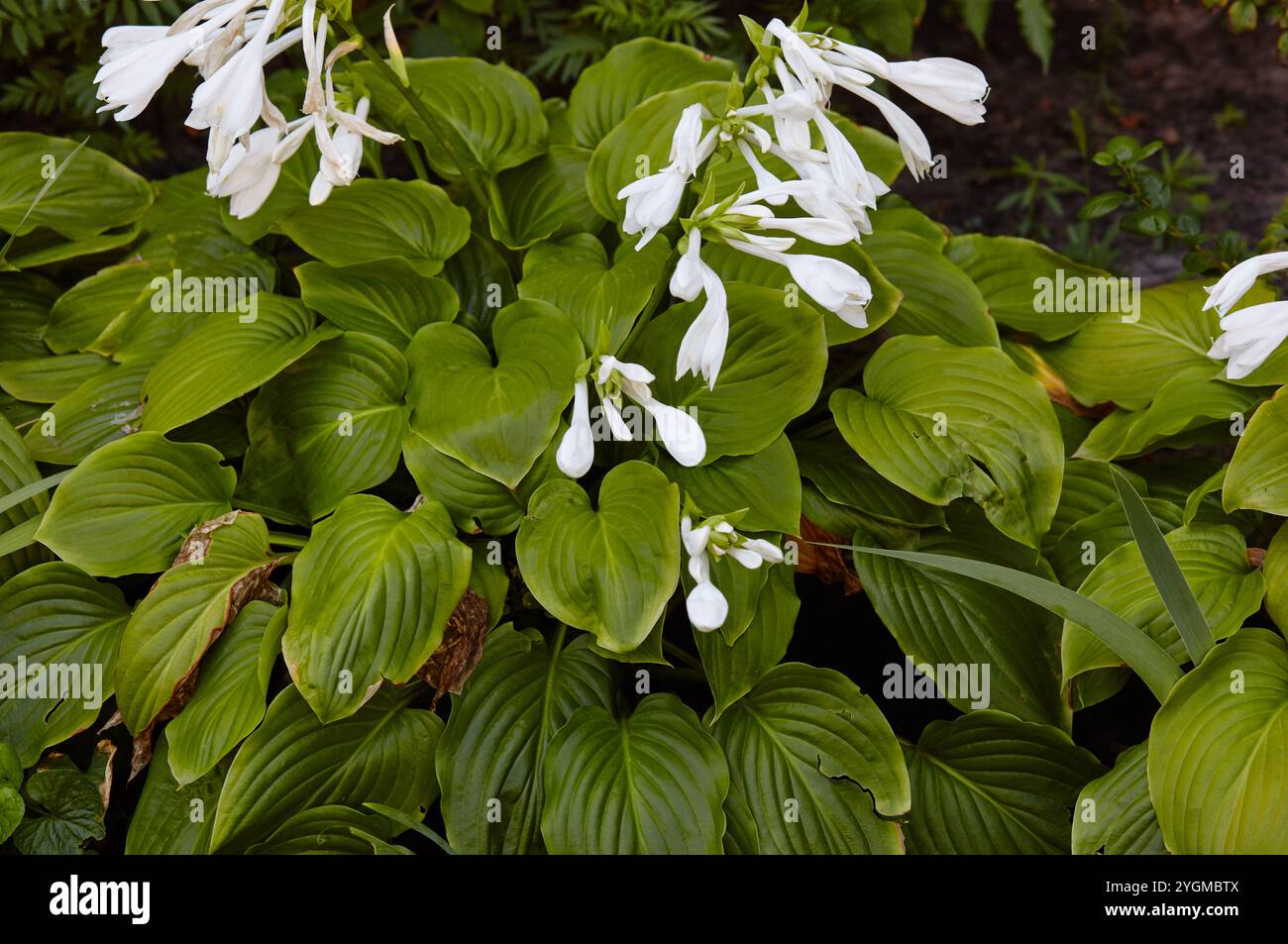 The flowering hosta bushes. Hosta - an ornamental plant for landscaping ...