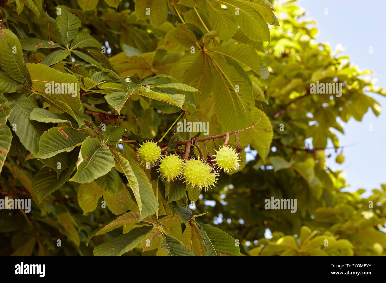 Abstract image of ripe chestnut in autumn park. Horse-chestnuts on ...