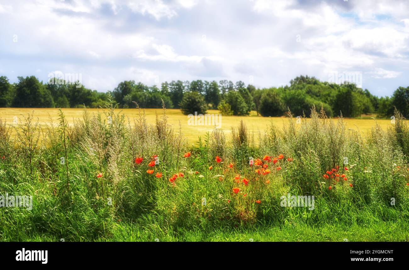Nature, landscape and flowers in field for environment, ecosystem and ...