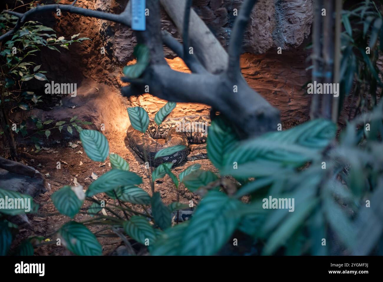 Charming snake patterns hi-res stock photography and images - Alamy