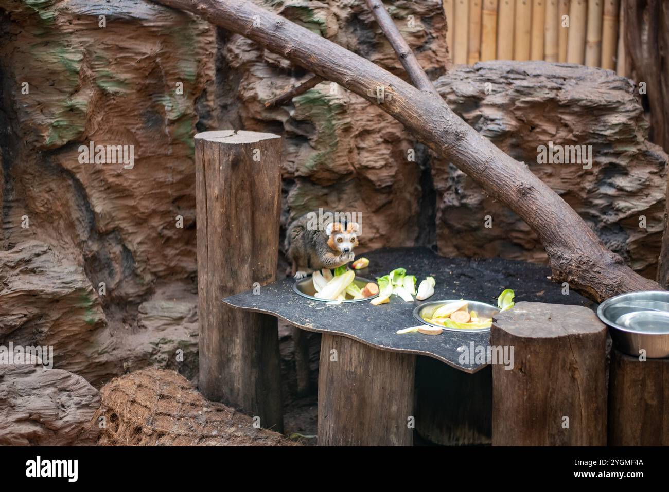 The Mongoose Lemur, a captivating primate with striking fur and ...