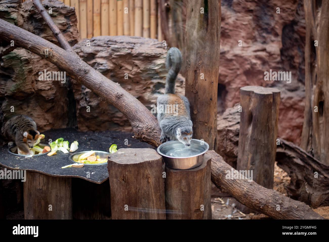 The Mongoose Lemur, a captivating primate with striking fur and ...