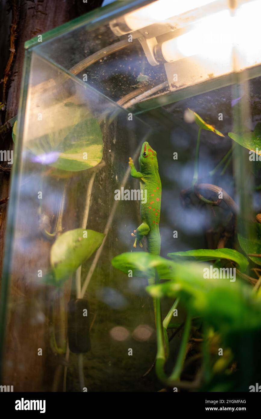 The Madagascar day gecko, known for its vibrant green color and ...