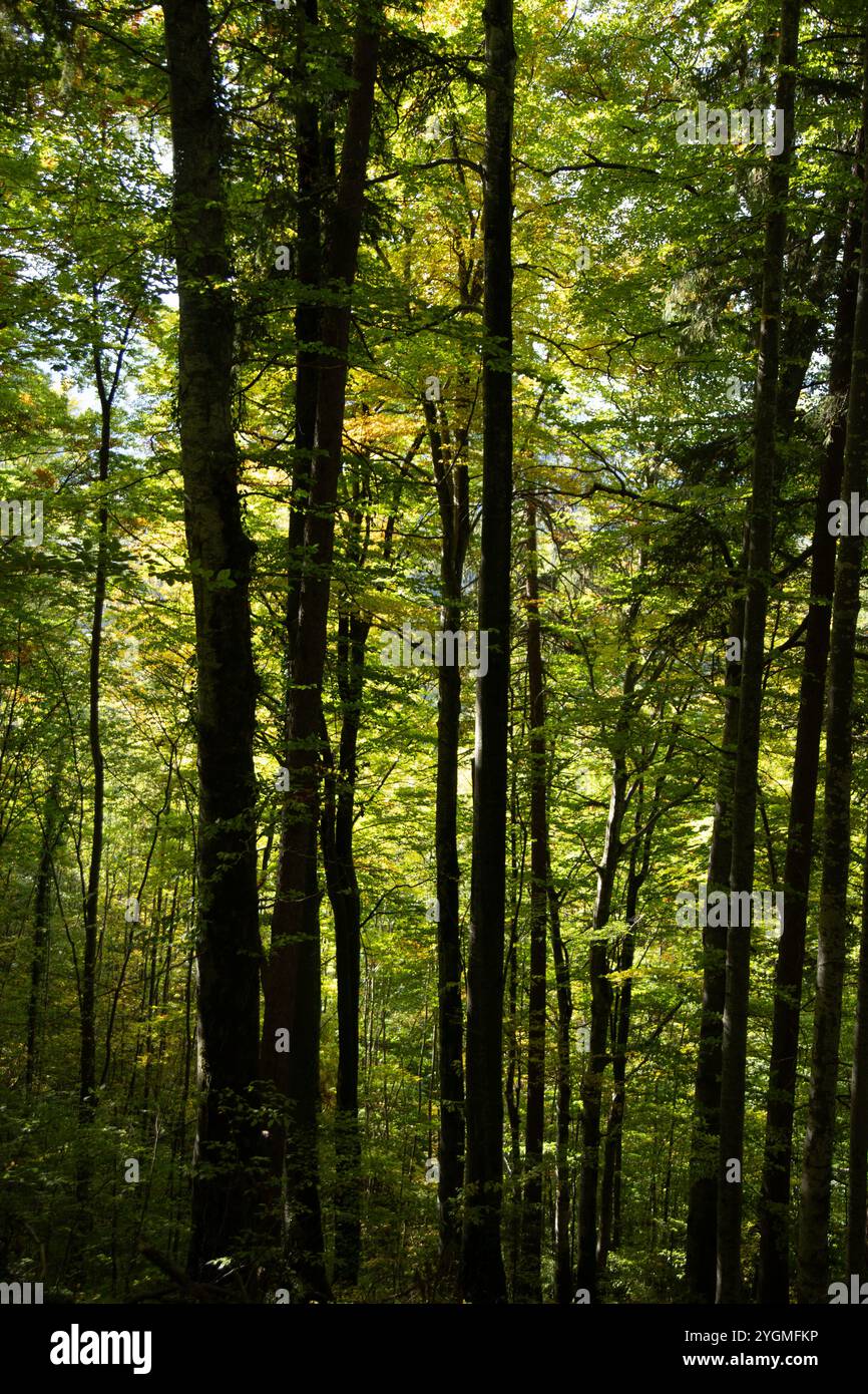 Woodland scene with tall trees against green sunlit backdrop Stock ...
