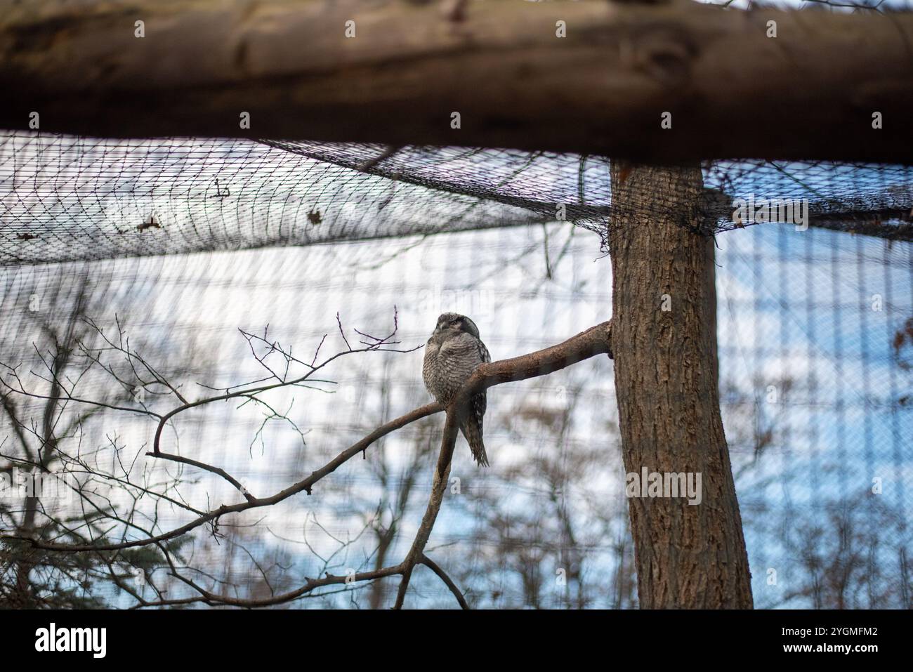 The Northern hawk-owl, a striking raptor with distinctive markings ...