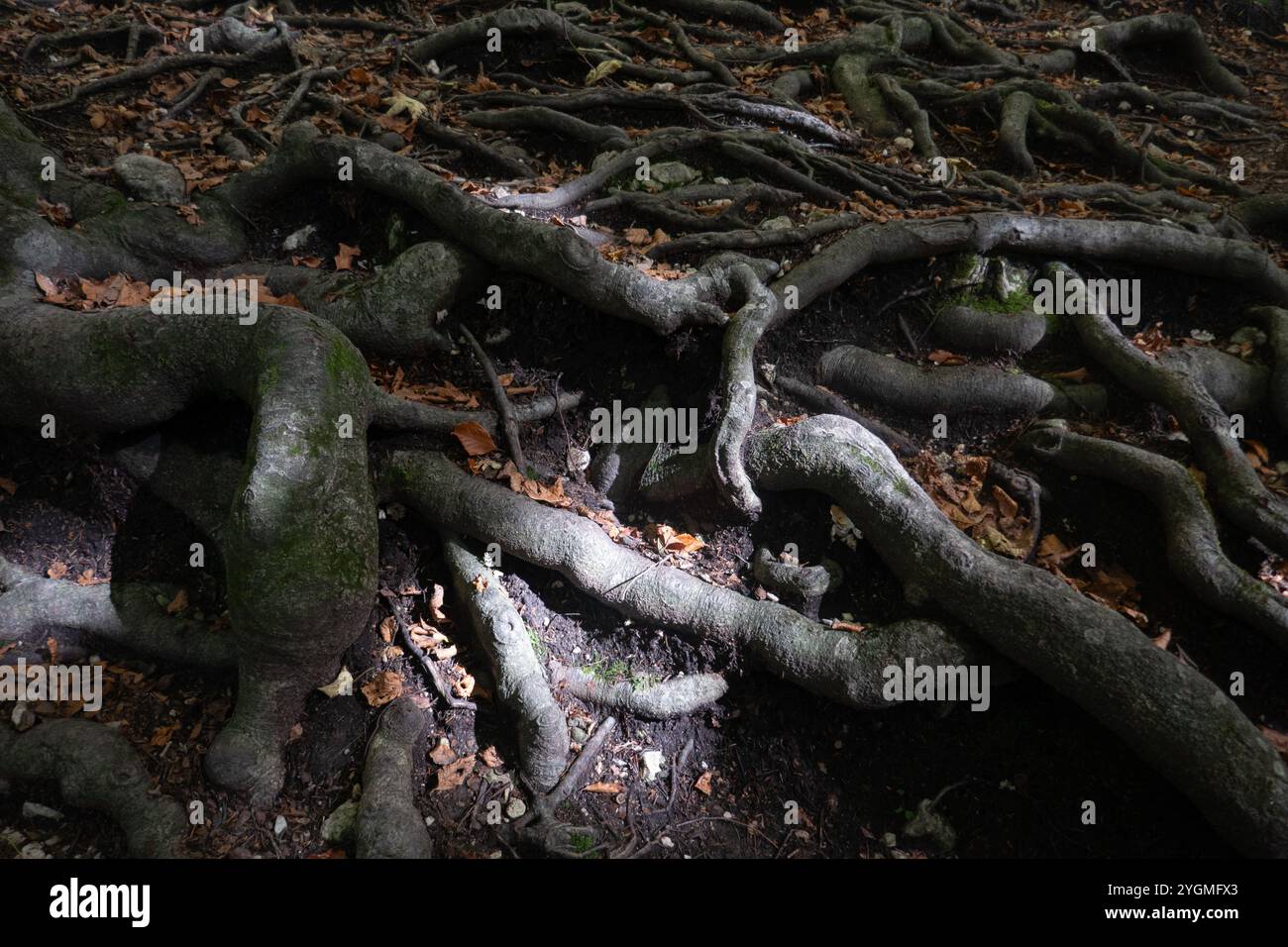 Dark tree roots in pool of sunlight Stock Photo - Alamy