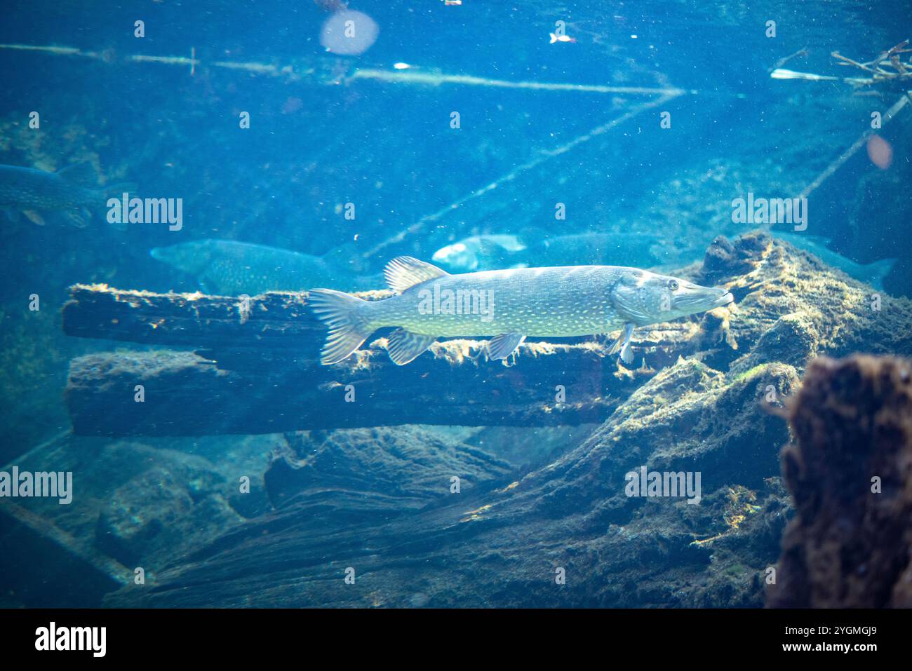 The northern pike, a fierce predator known for its elongated body and ...