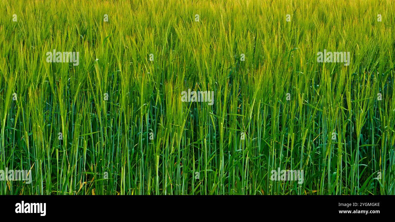 Farm, agriculture and green field with crops, sustainability and ...