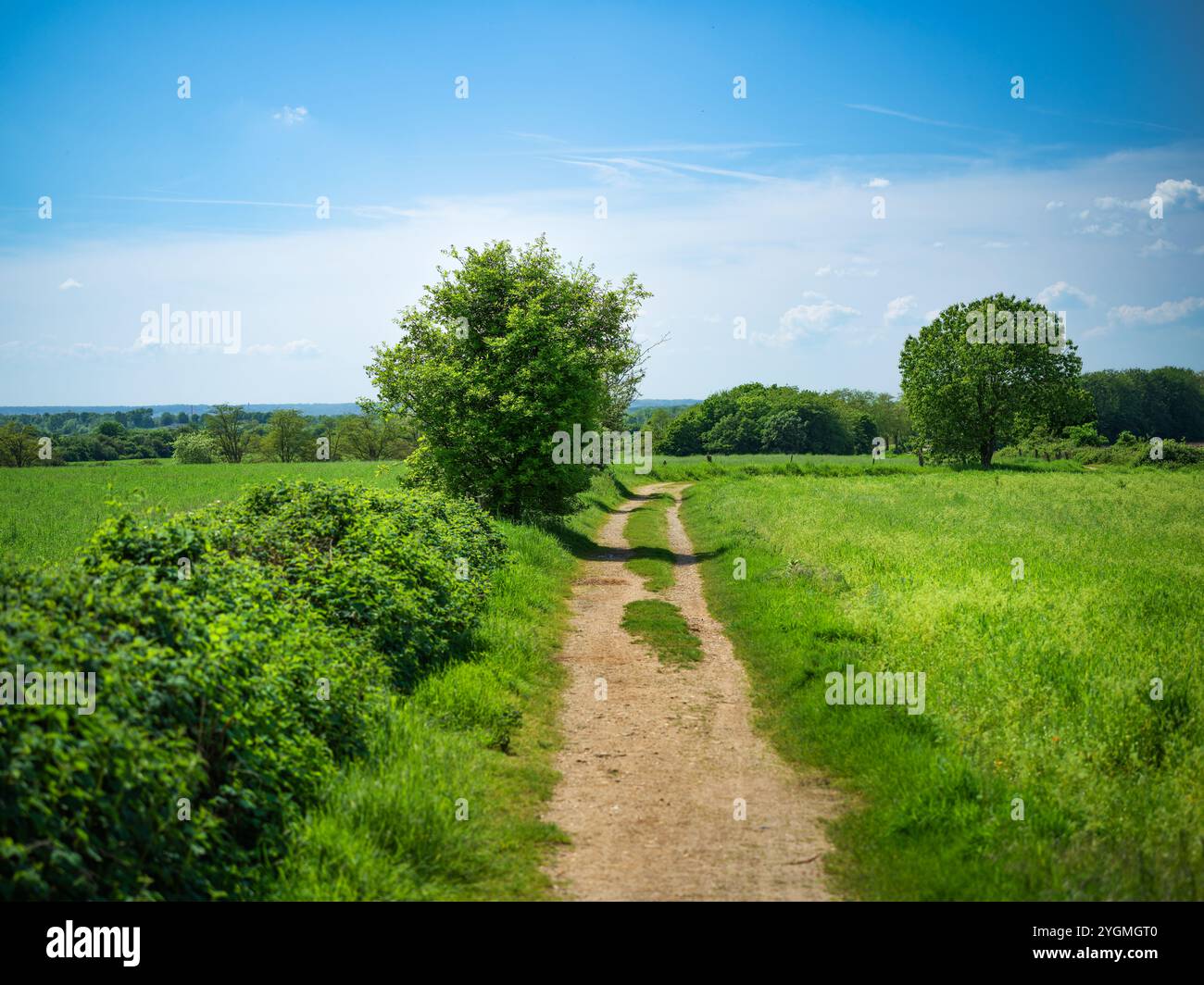 Path trough fields and meadows in summer Stock Photo - Alamy