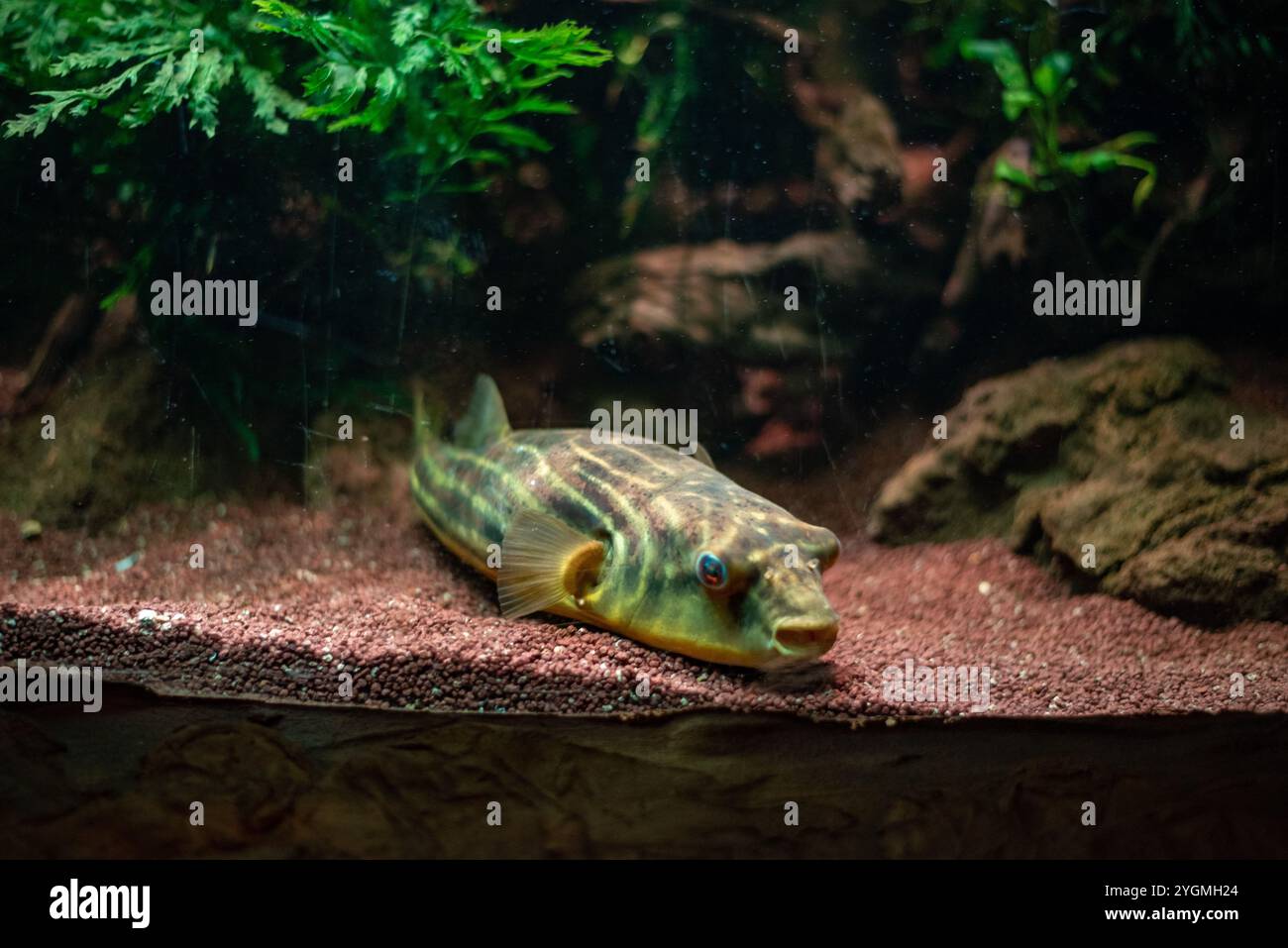 The Fahaka pufferfish, known for its striking appearance and ability to ...