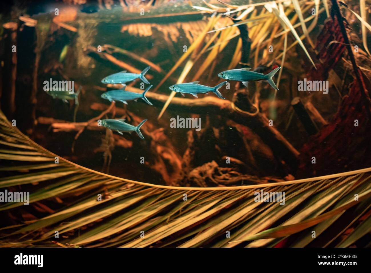 Zoo conservation practices hi-res stock photography and images - Alamy