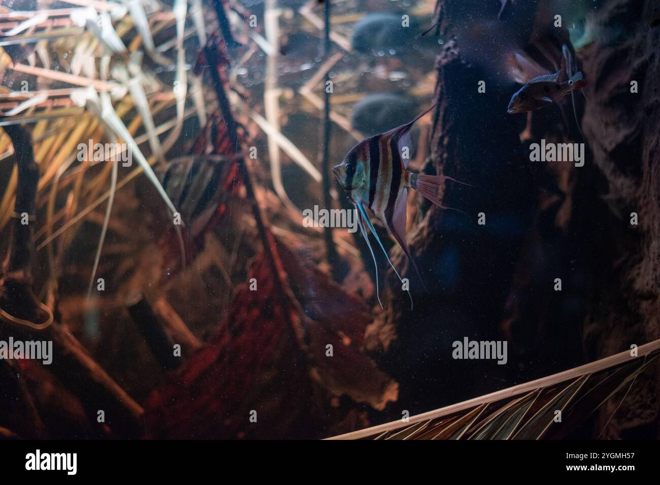 The Altum angelfish, known for its striking tall fins and vibrant ...