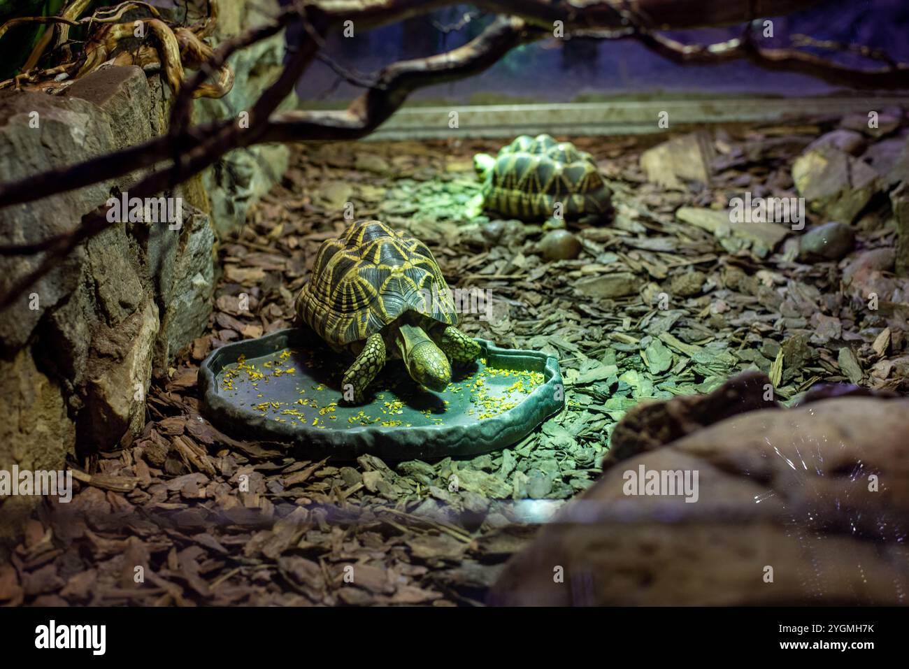 The Indian star tortoise, renowned for its striking star-patterned ...