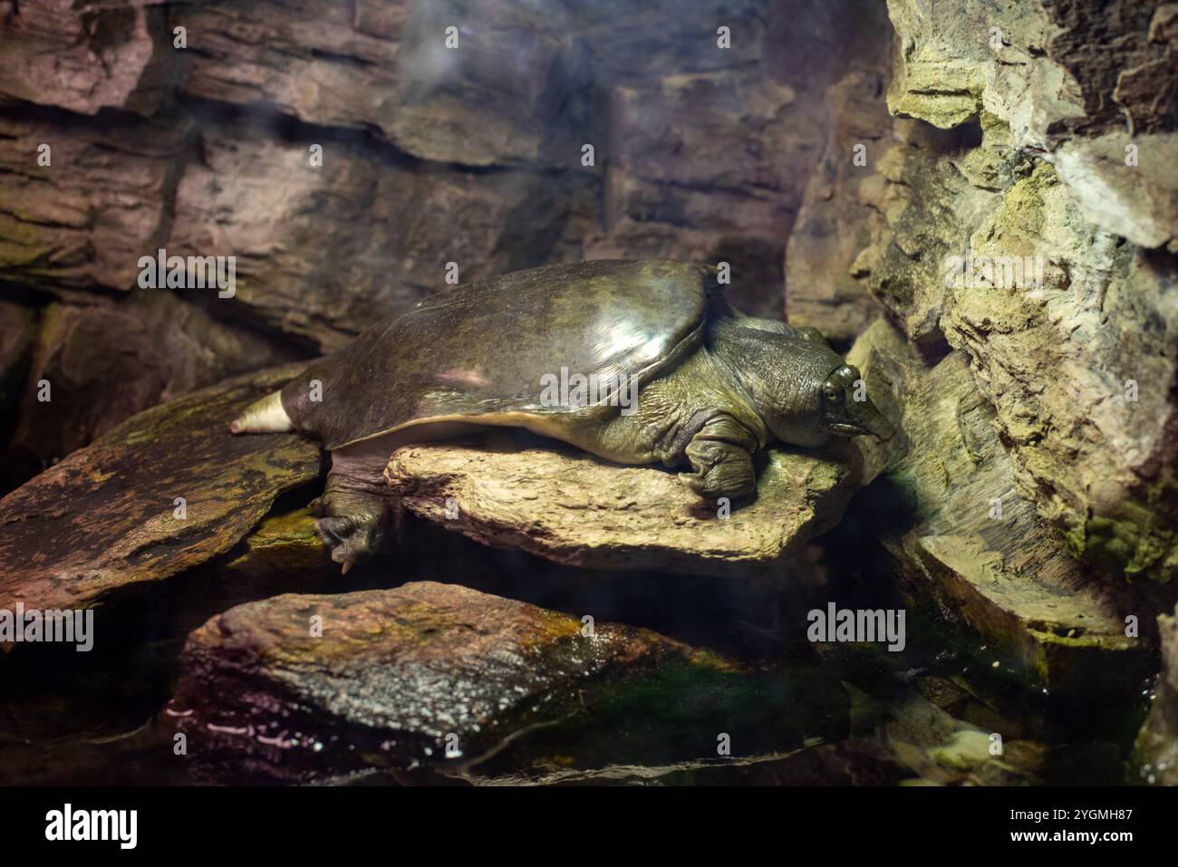 The Chinese softshell turtle, known for its distinctive soft shell and ...