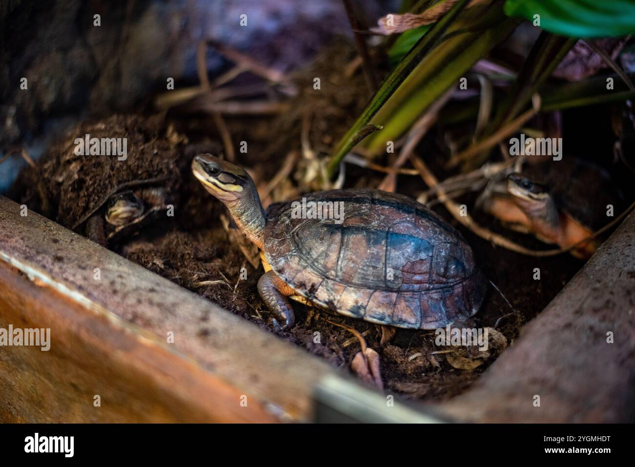 The golden coin turtle, distinguished by its vibrant shell and unique ...