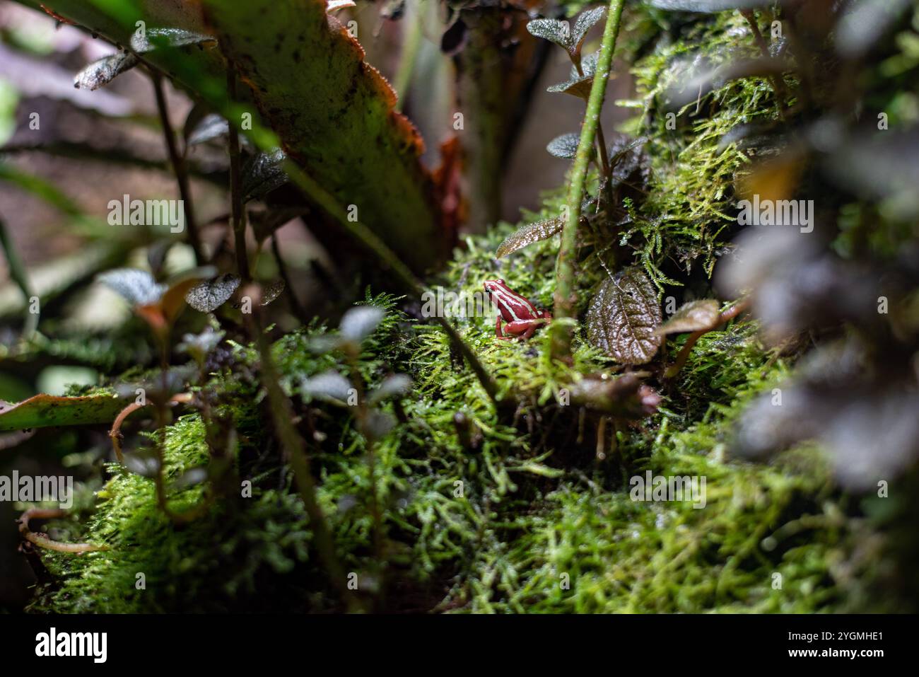 Exhibit vibrant patterns hi-res stock photography and images - Alamy