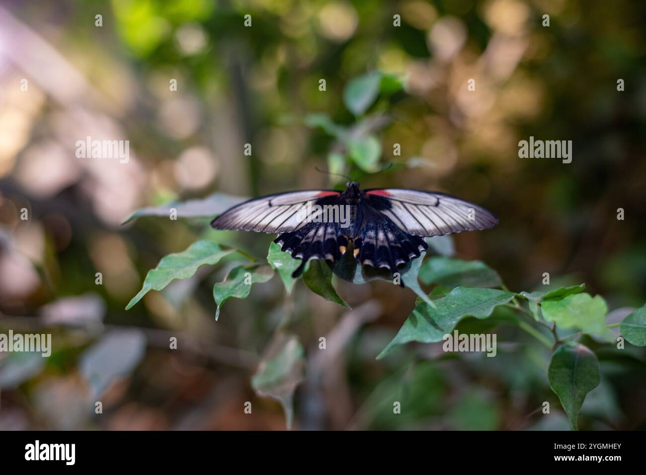 Butterfly showcases vibrant wings hi-res stock photography and images ...